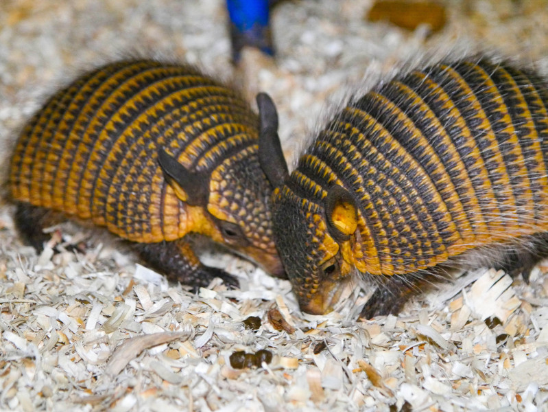 Audubon Zoo Welcomes Screaming Hairy Armadillo Pups