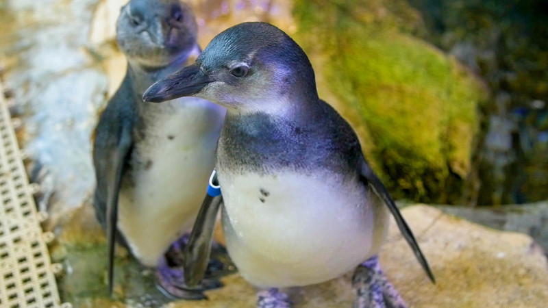 Audubon Aquarium Announces Names of New Penguin Chicks