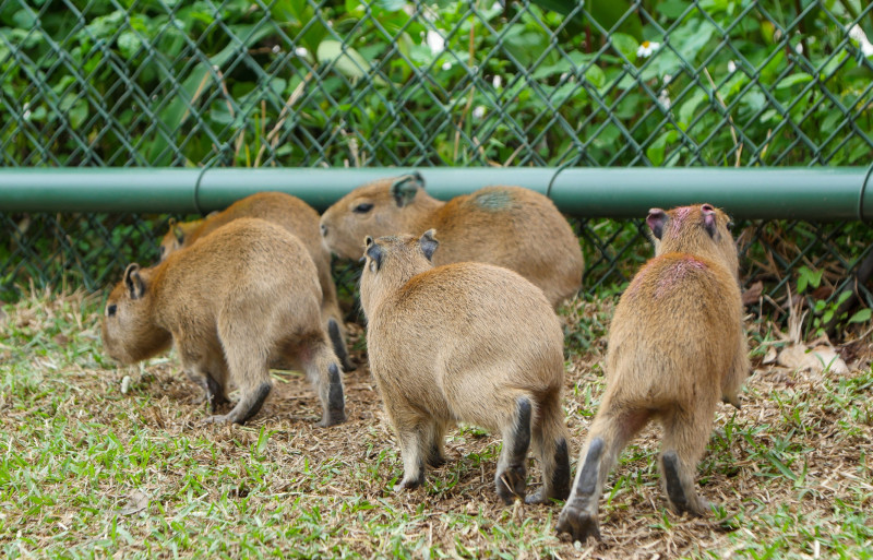 Audubon Zoo Welcomes Five Baby Capybara