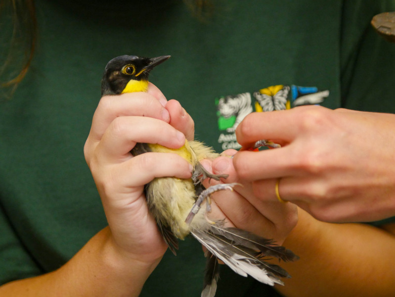 Two Critically Endangered Chicks Hatch at Audubon Zoo