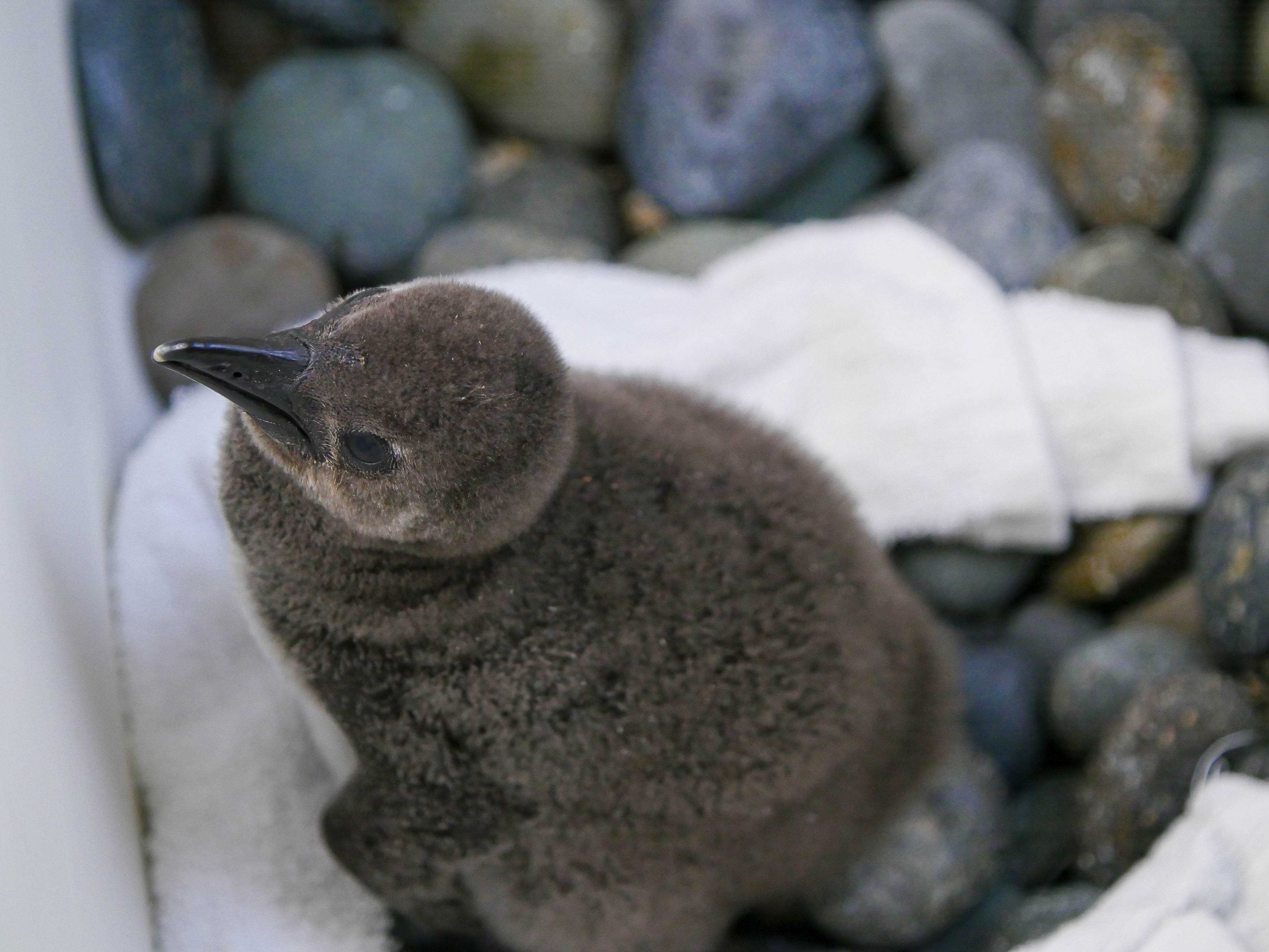 Audubon Aquarium Welcomes New Penguin Chick
