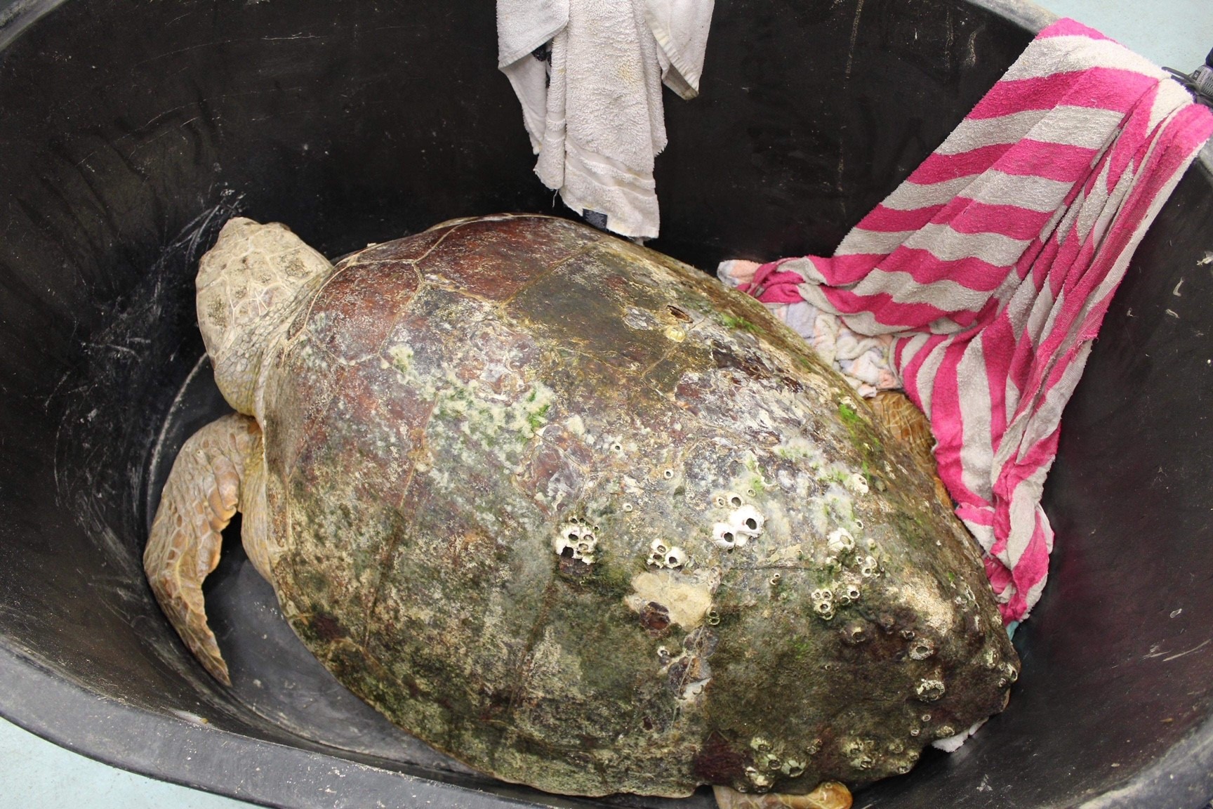 Giant Loggerhead Sea Turtle Recovering at Audubon