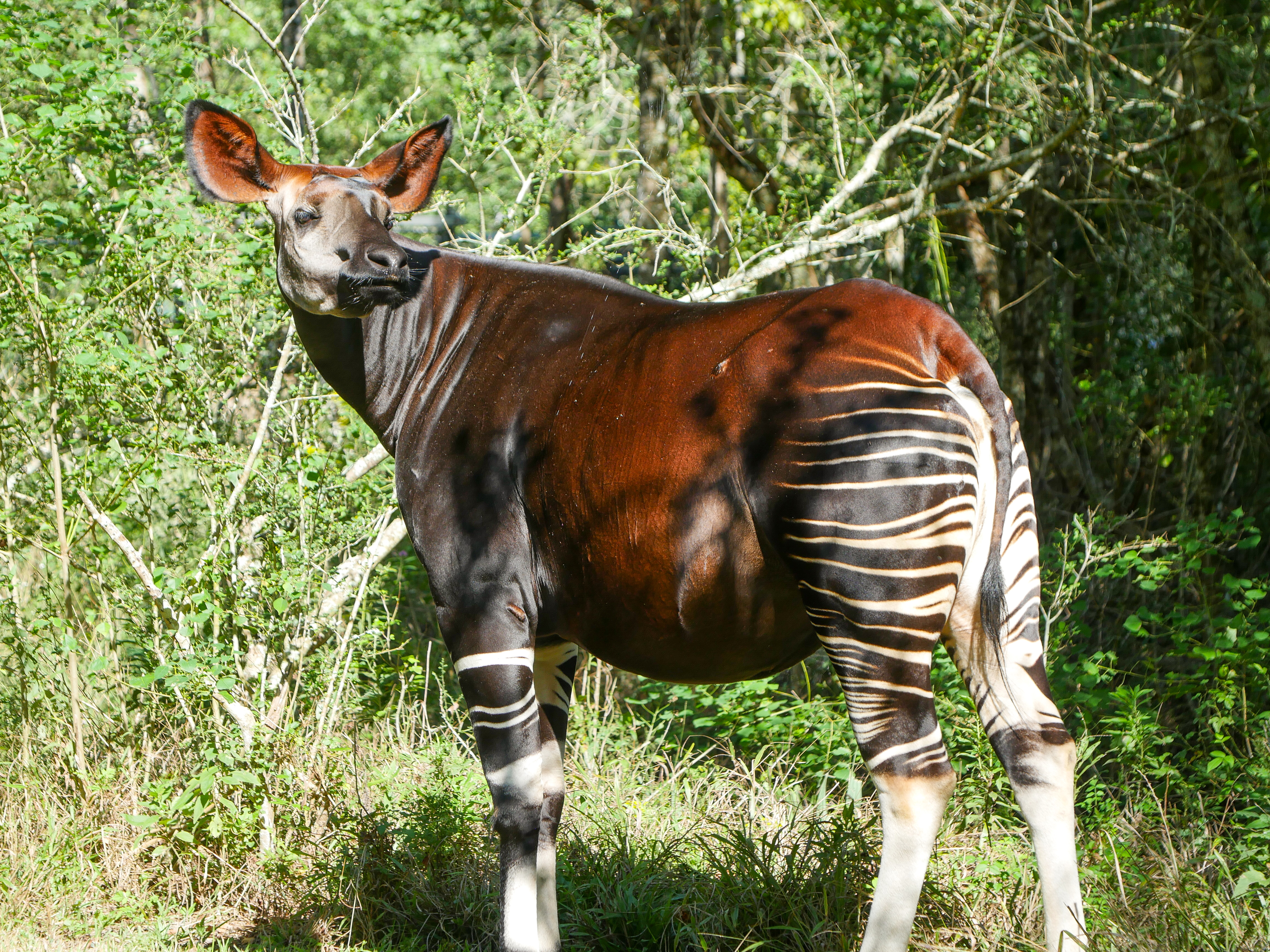 Rare Okapi Pregnancy at Freeport-McMoRan Audubon Species Survival Center