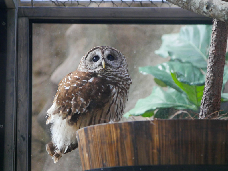Audubon Aquarium Mourns Loss of Popular Owl
