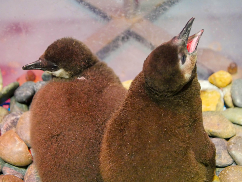 Audubon Aquarium Welcomes Two Penguin Chicks