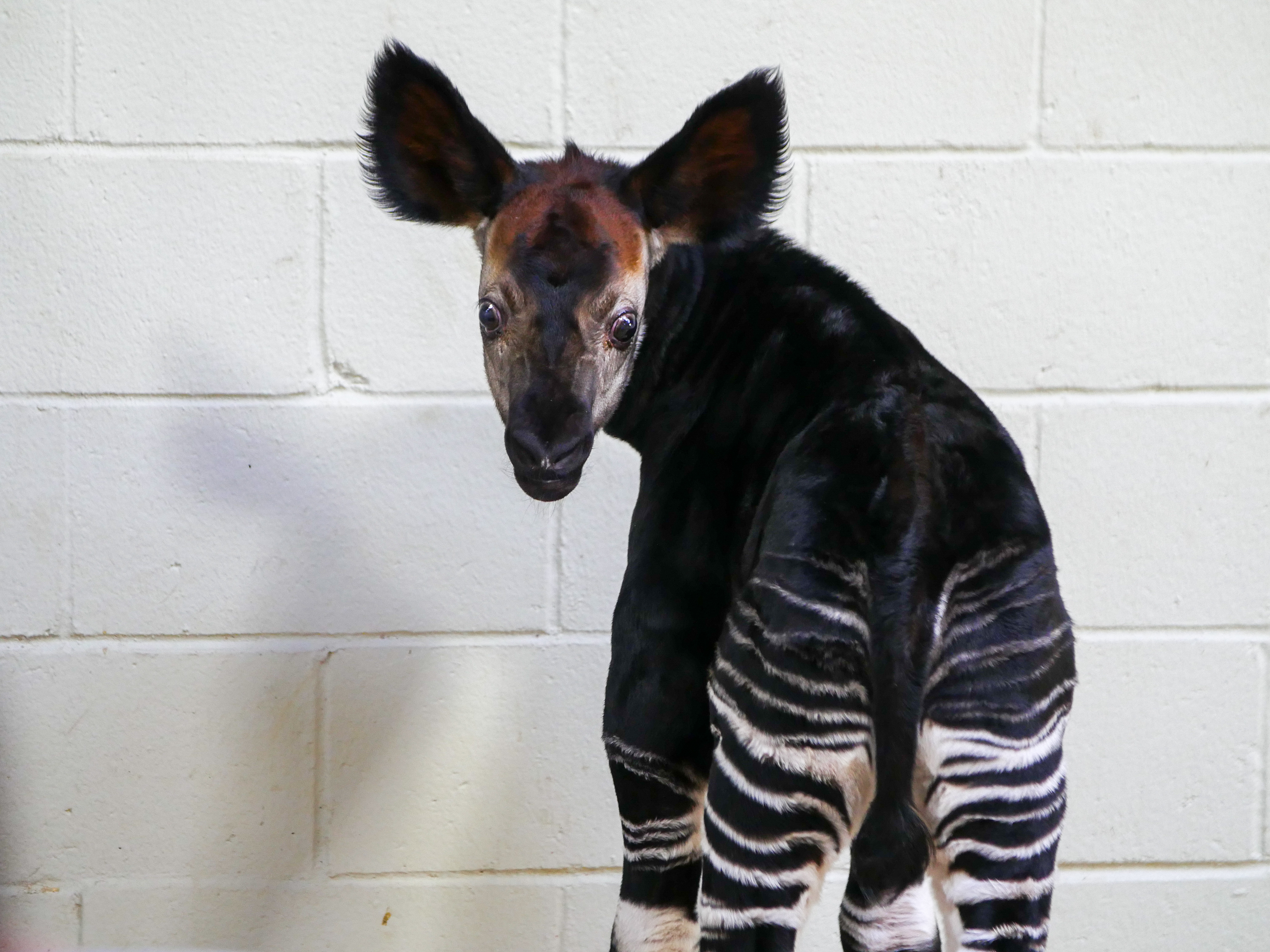 Critically Endangered Okapi Calf Born at Freeport-McMoRan Audubon ...
