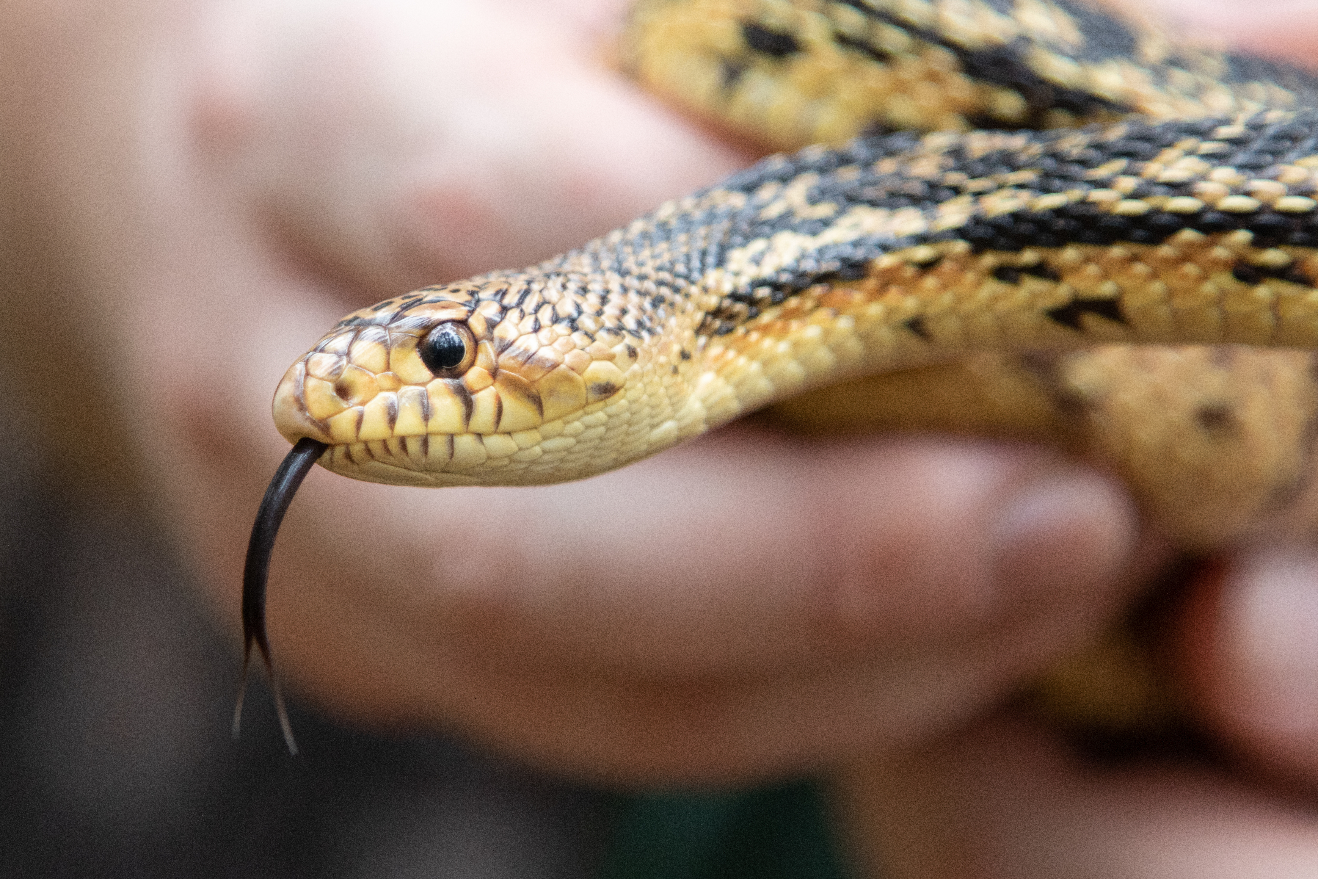 Audubon Zoo Releases Rare Snakes in Bid to Conserve the Species