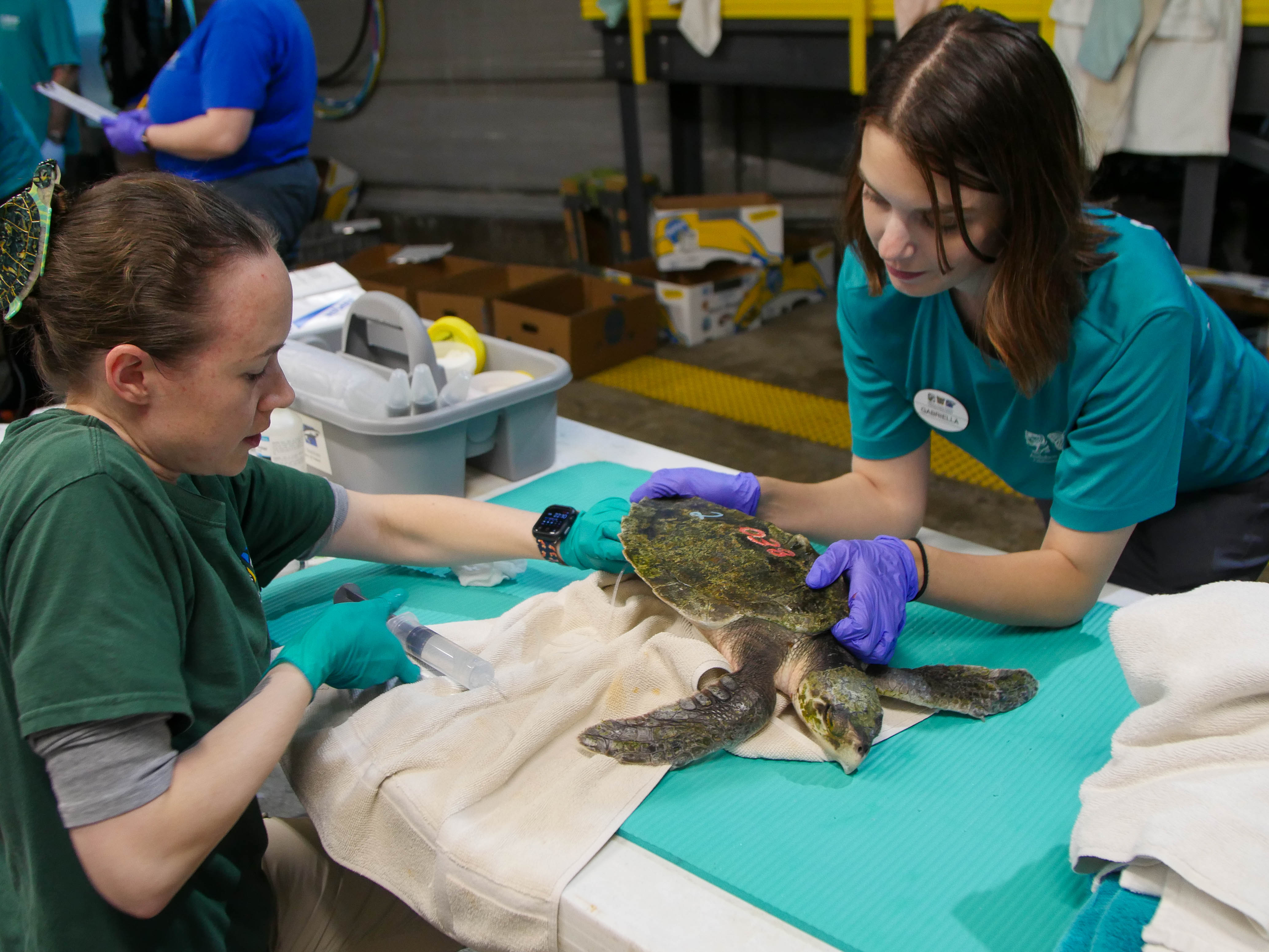 Critically Endangered Sea Turtles Arrive at Audubon for Care