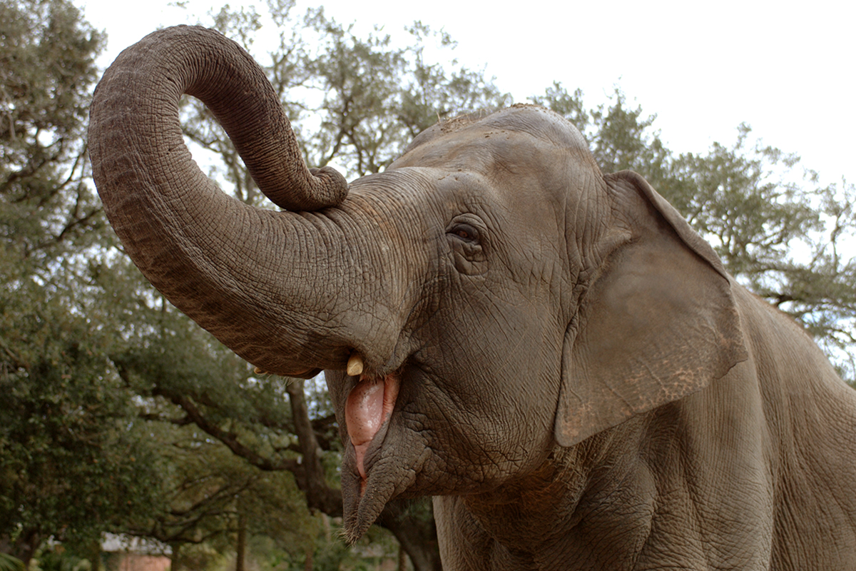 Audubon Zoo Mourns the Loss of Beloved Elephant