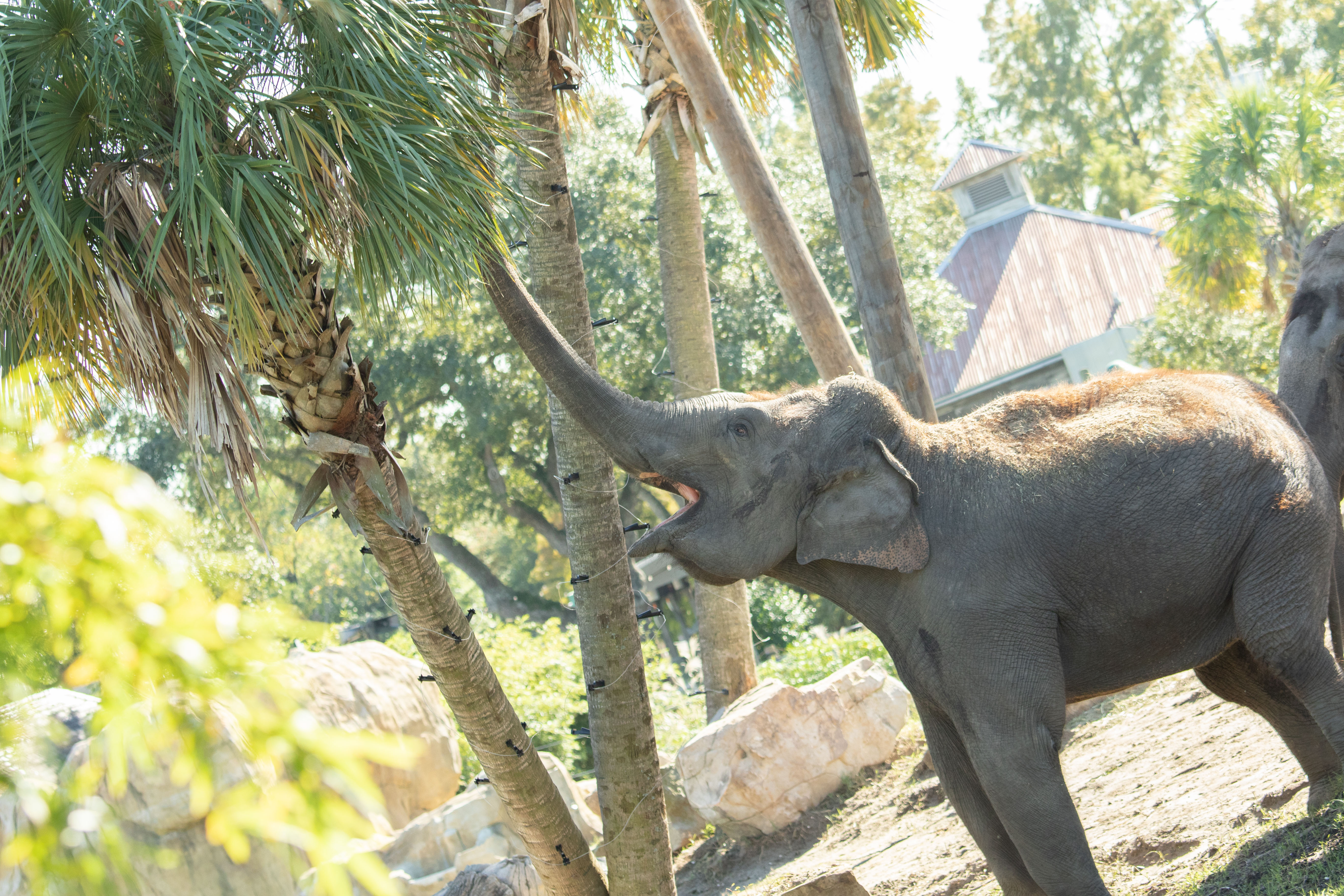 Audubon Nature Institute Welcomes New Animals and Expands Community ...