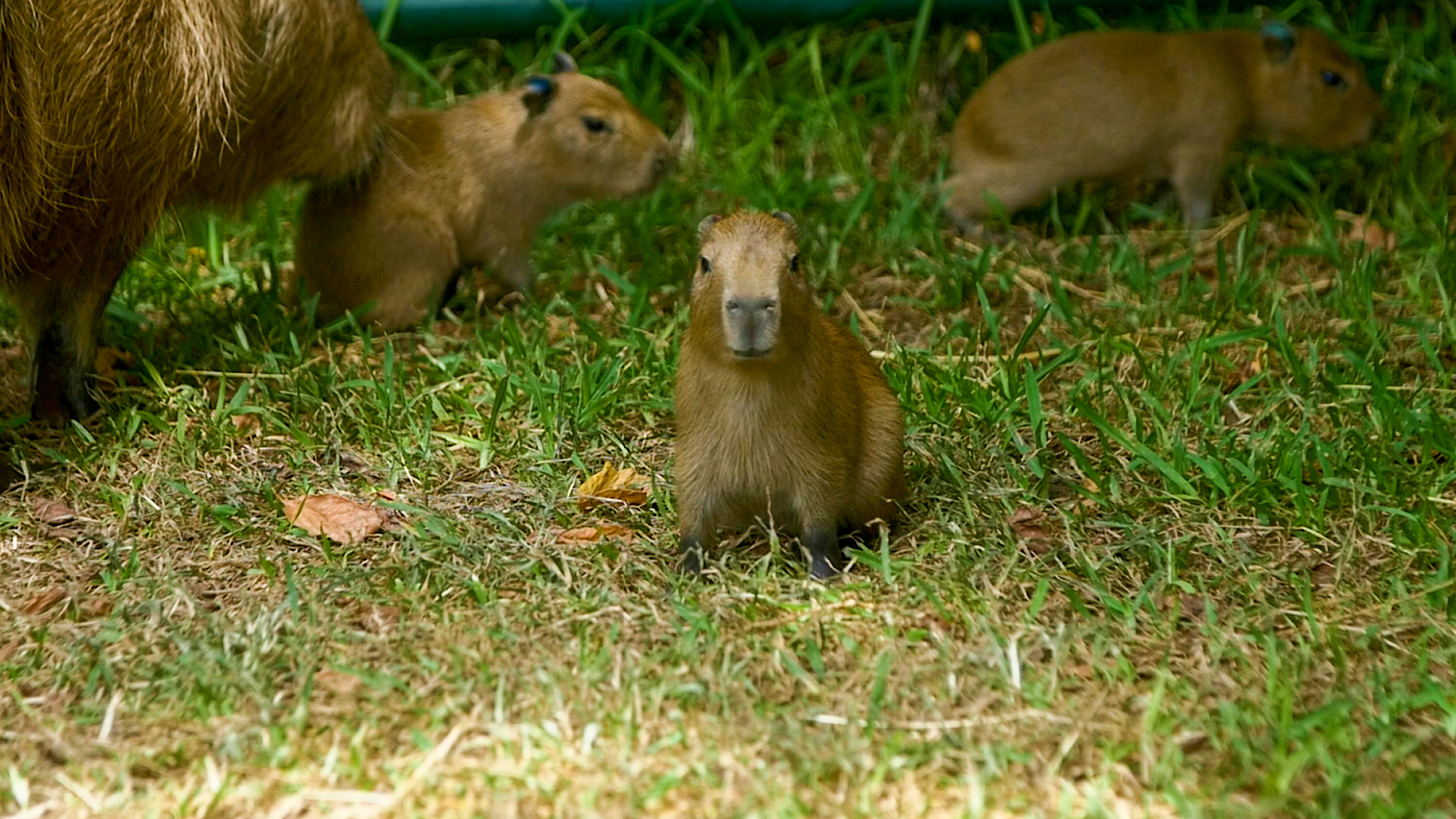 Audubon Zoo Welcomes Baby Capybara