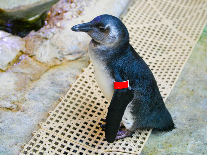Audubon Aquarium Announces Names of New Penguin Chicks