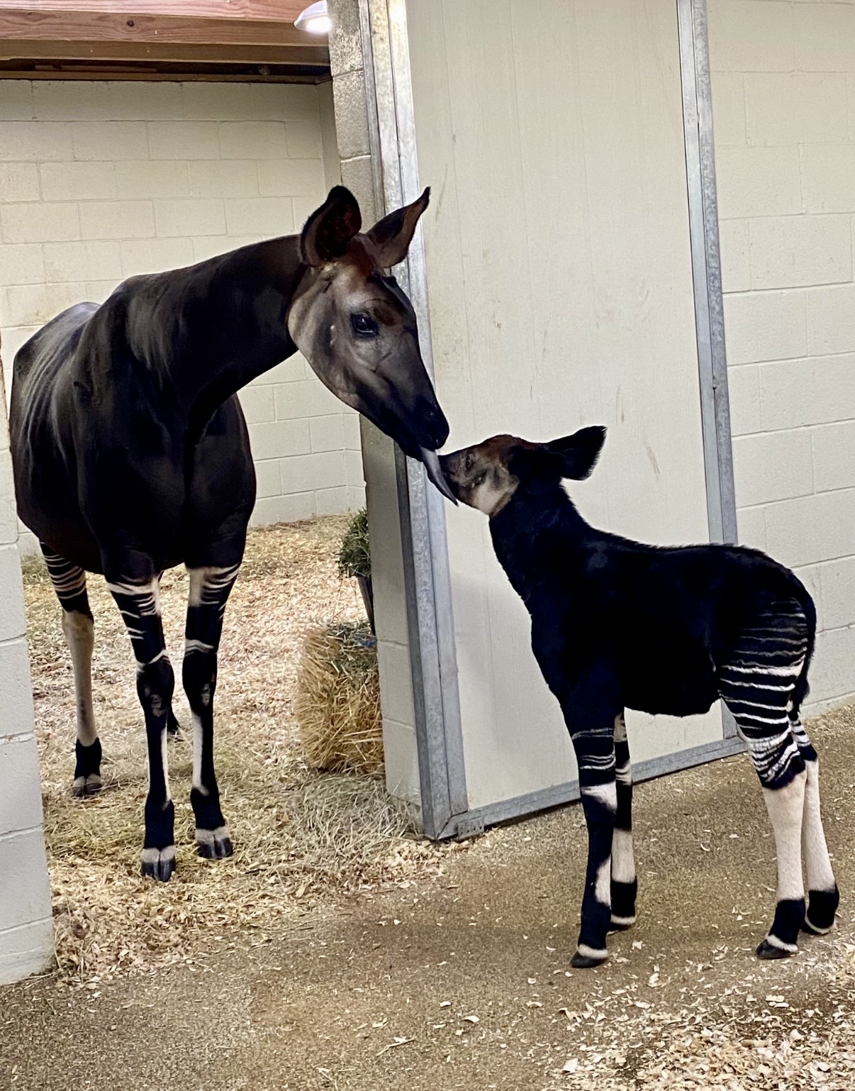 Critically Endangered Okapi Calf Born at Freeport-McMoRan Audubon ...