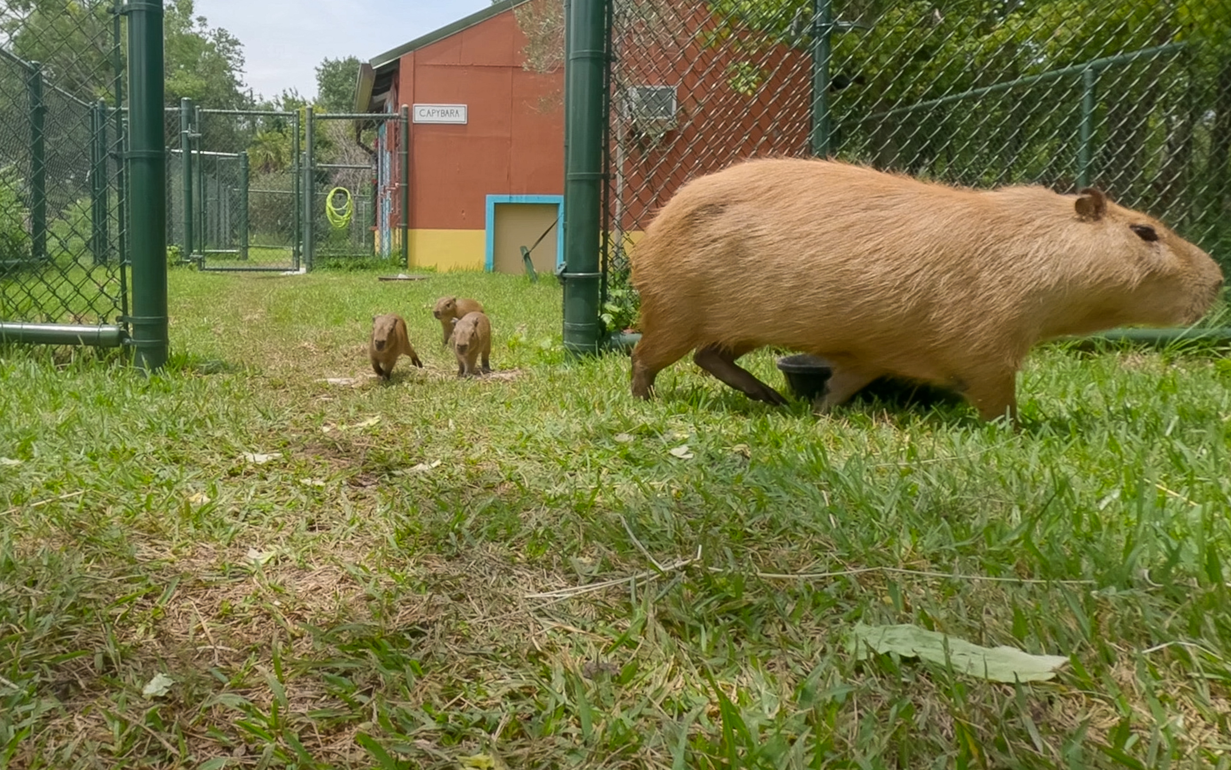 Audubon Zoo Welcomes Baby Capybara