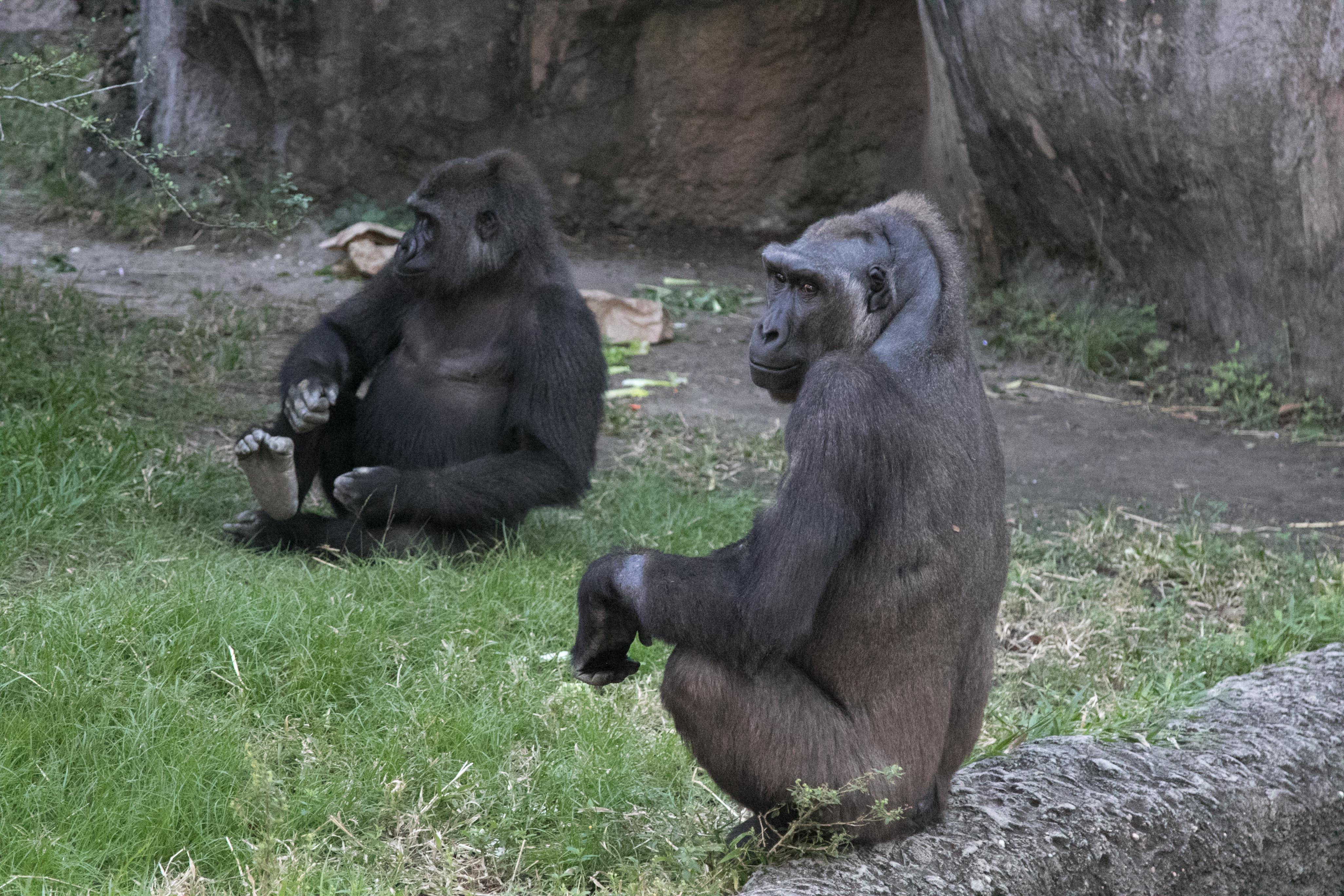 Cell Phone Saturday to Help Gorillas