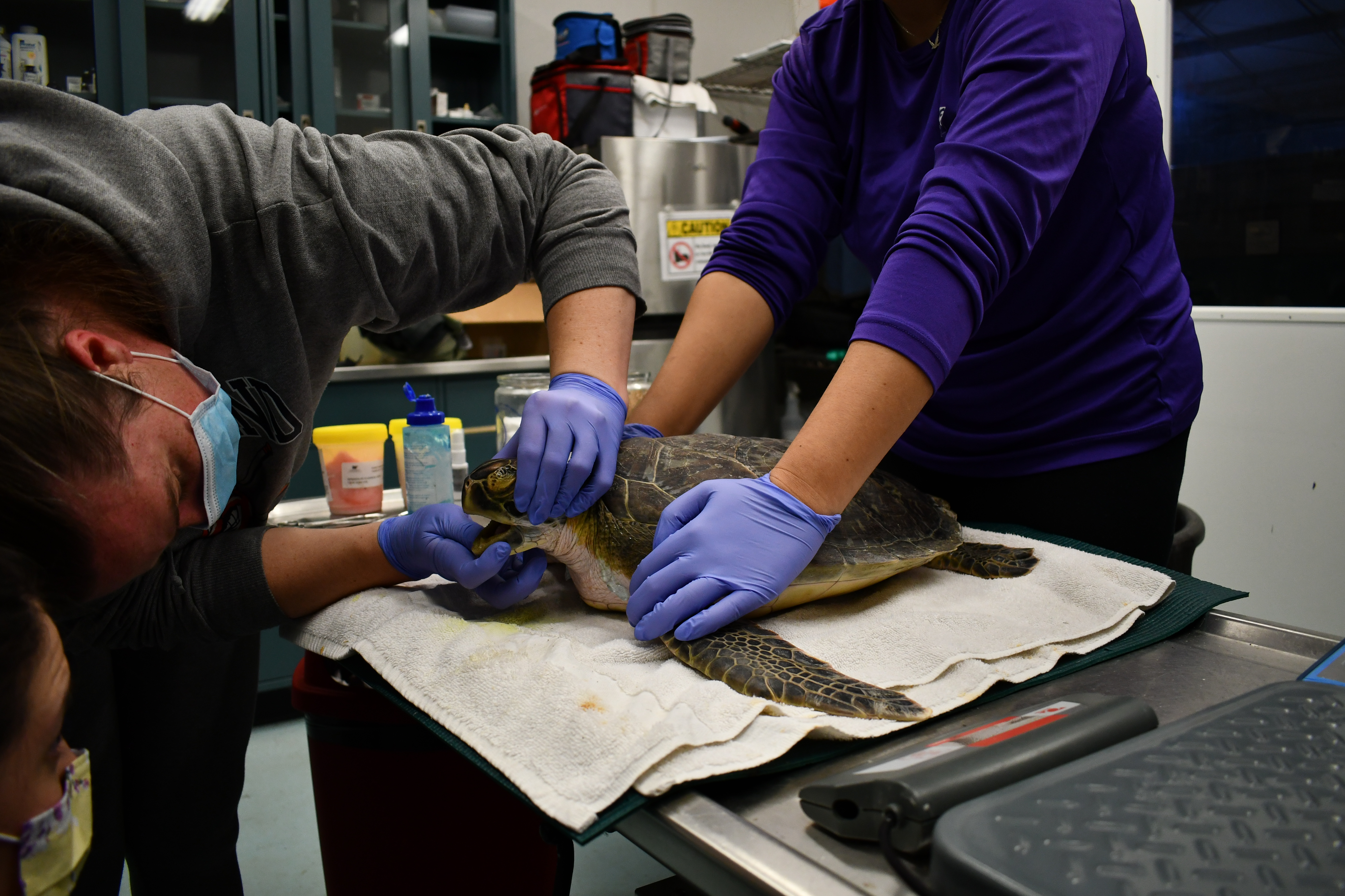 Audubon Coastal Wildlife Network Rehabilitating Cold-Stunned Endangered ...