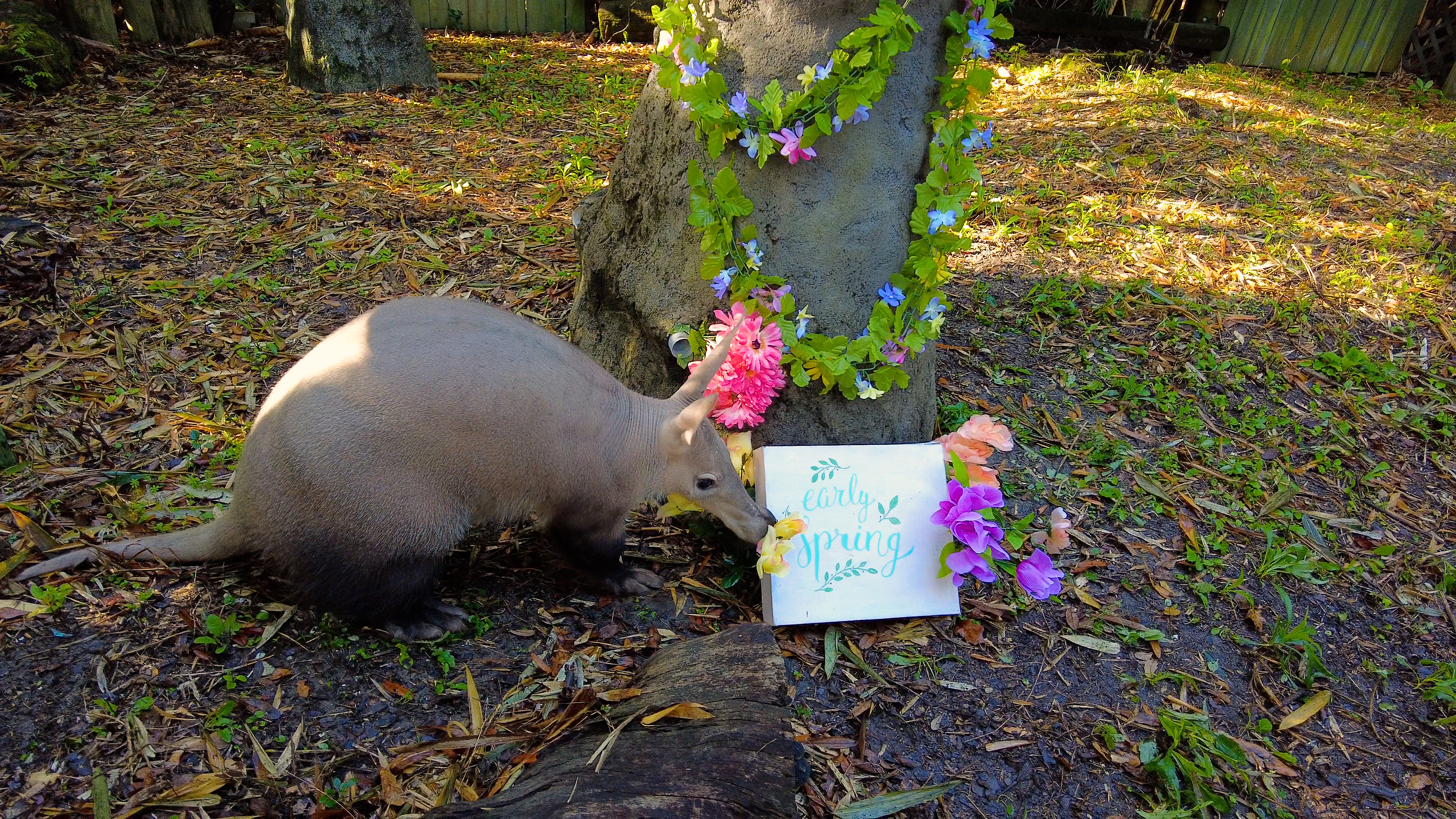 Earth Pig Forecasts Weather at Audubon Zoo