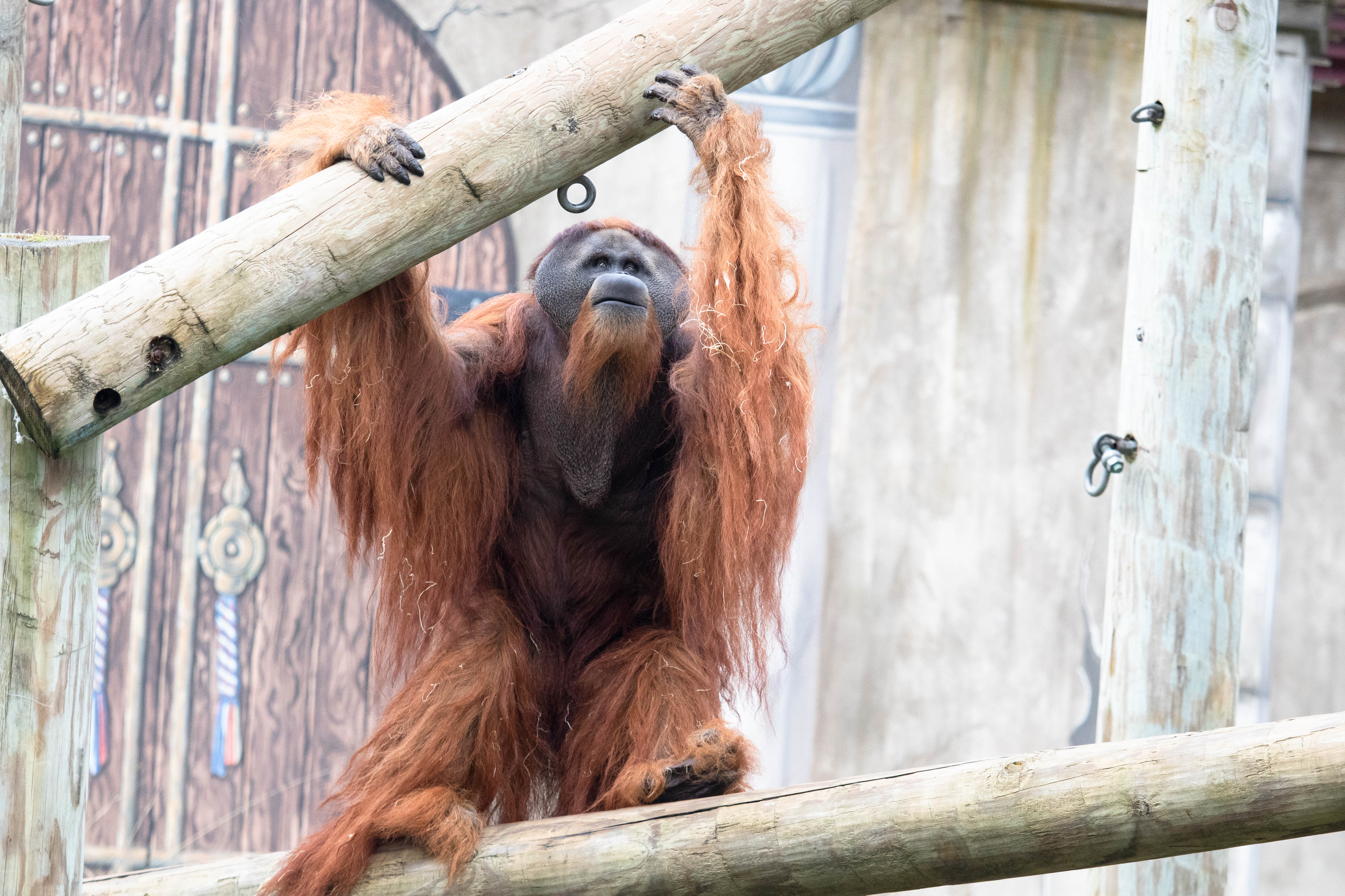 Audubon Nature Institute Welcomes New Animals and Expands Community ...