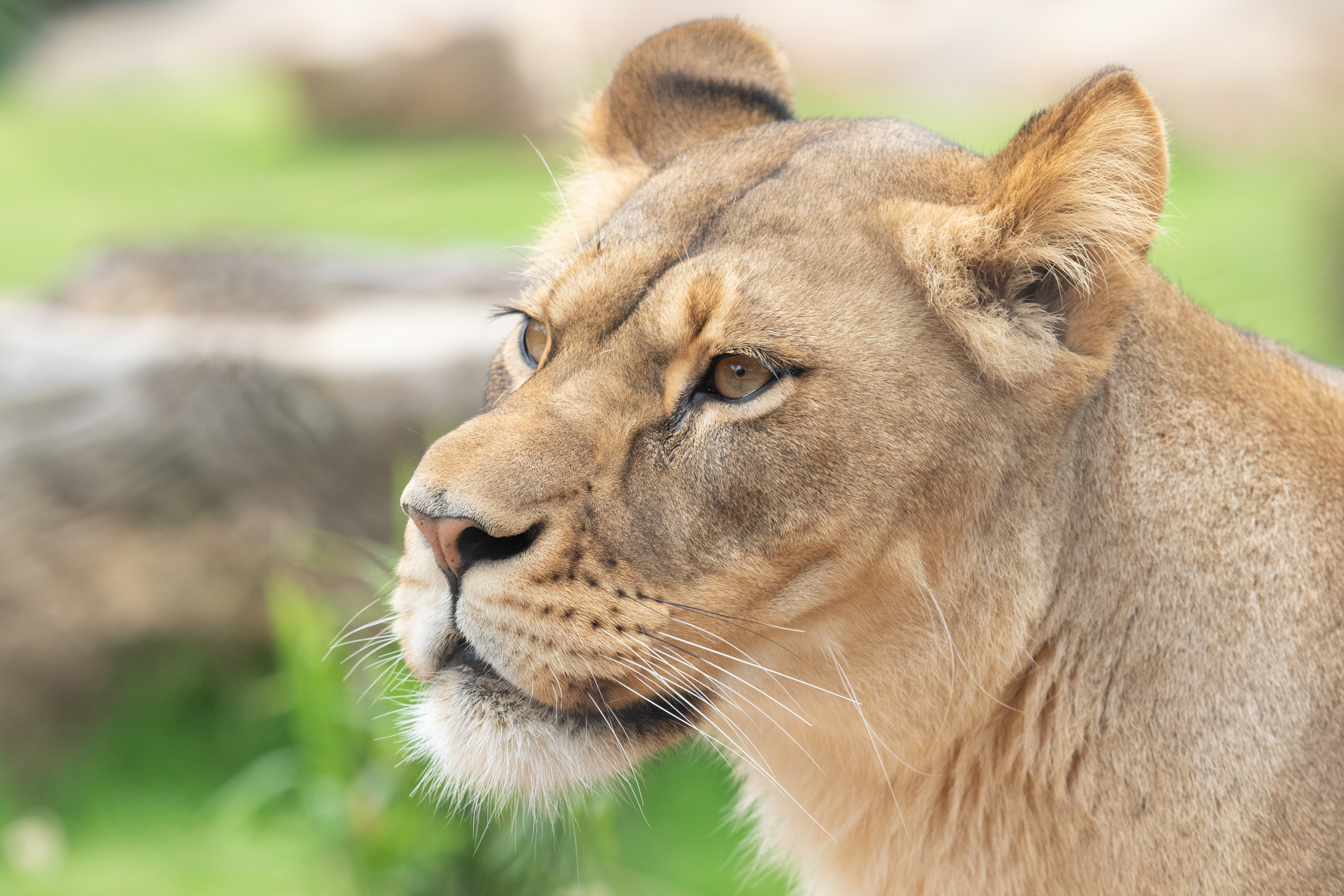 Audubon Zoo Welcomes Lion Cubs to the Pride
