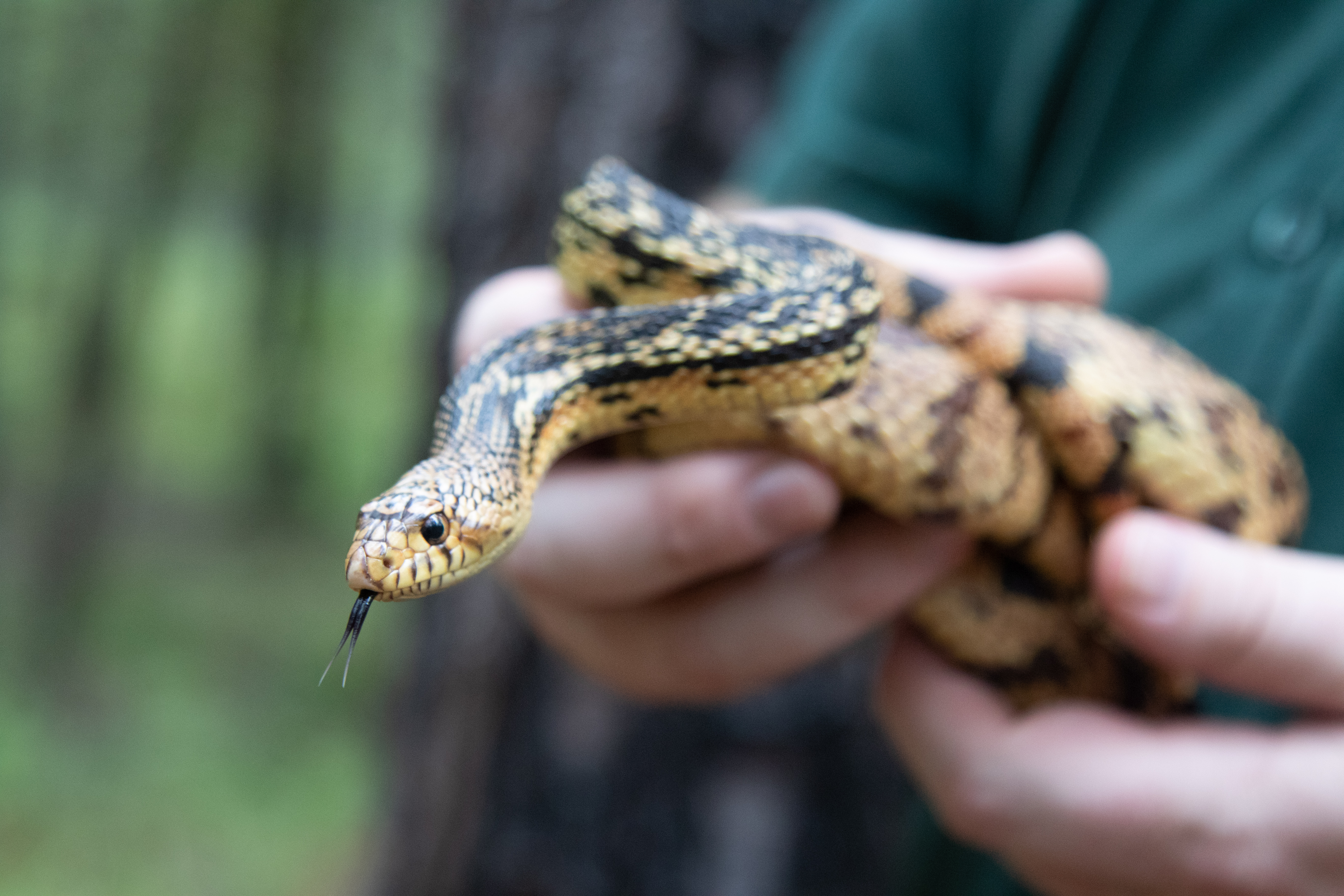 Audubon Zoo Partners in Largest Release of Rarest Snake in the United ...