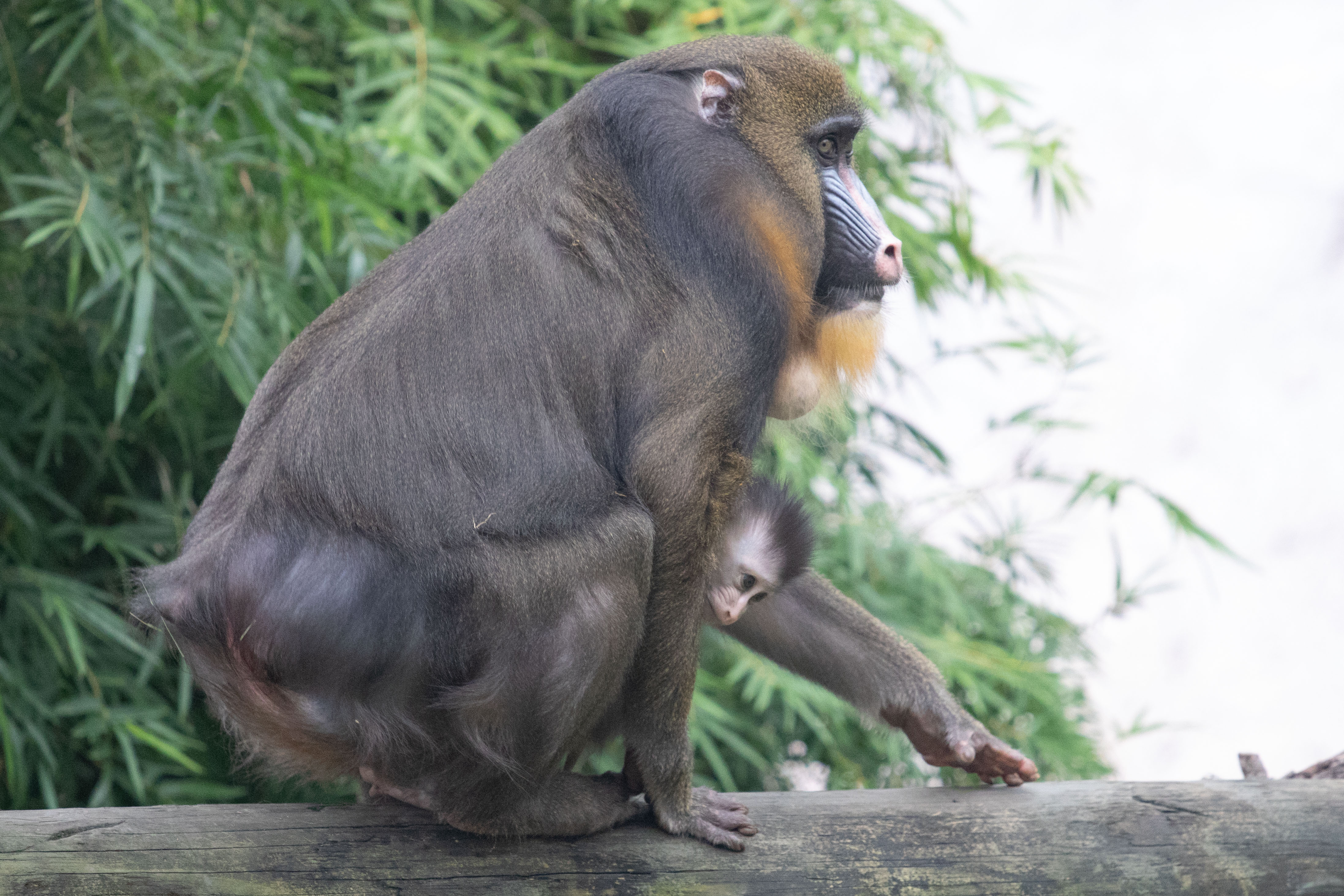 Mandrill Baby Makes Debut at Audubon Zoo