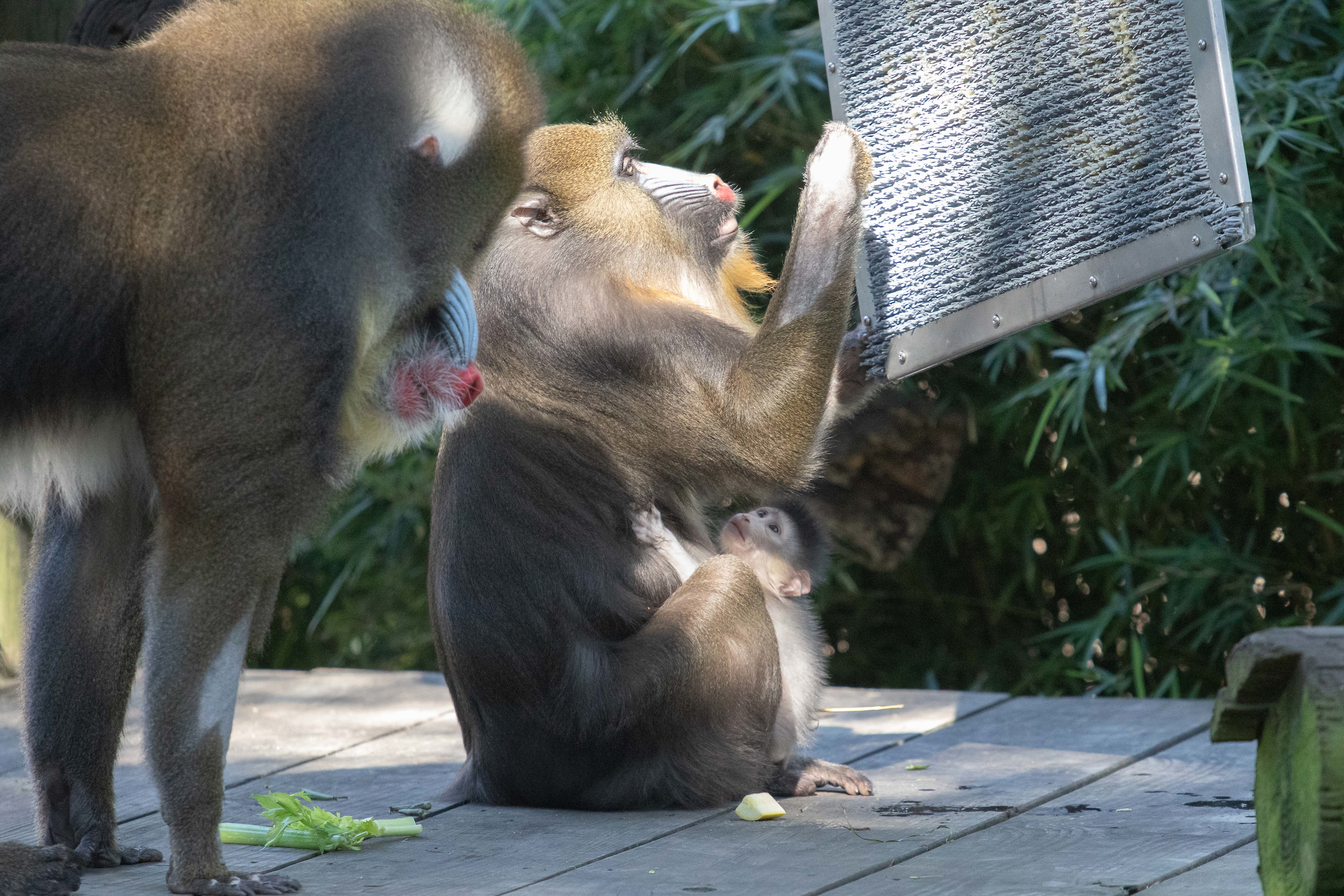 Audubon Zoo Welcomes Mandrill Baby