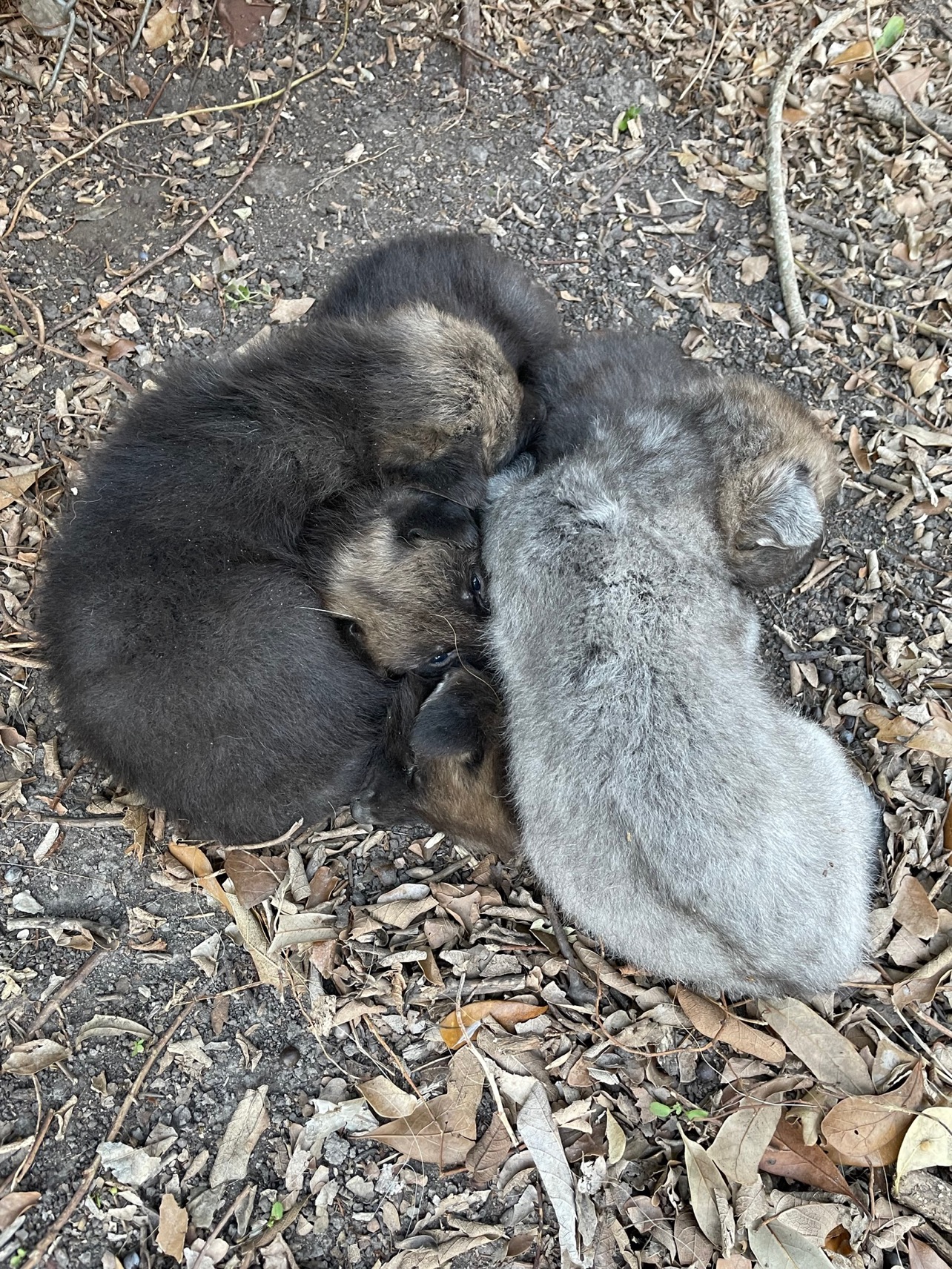 First Maned Wolf Puppies Born at Audubon Zoo