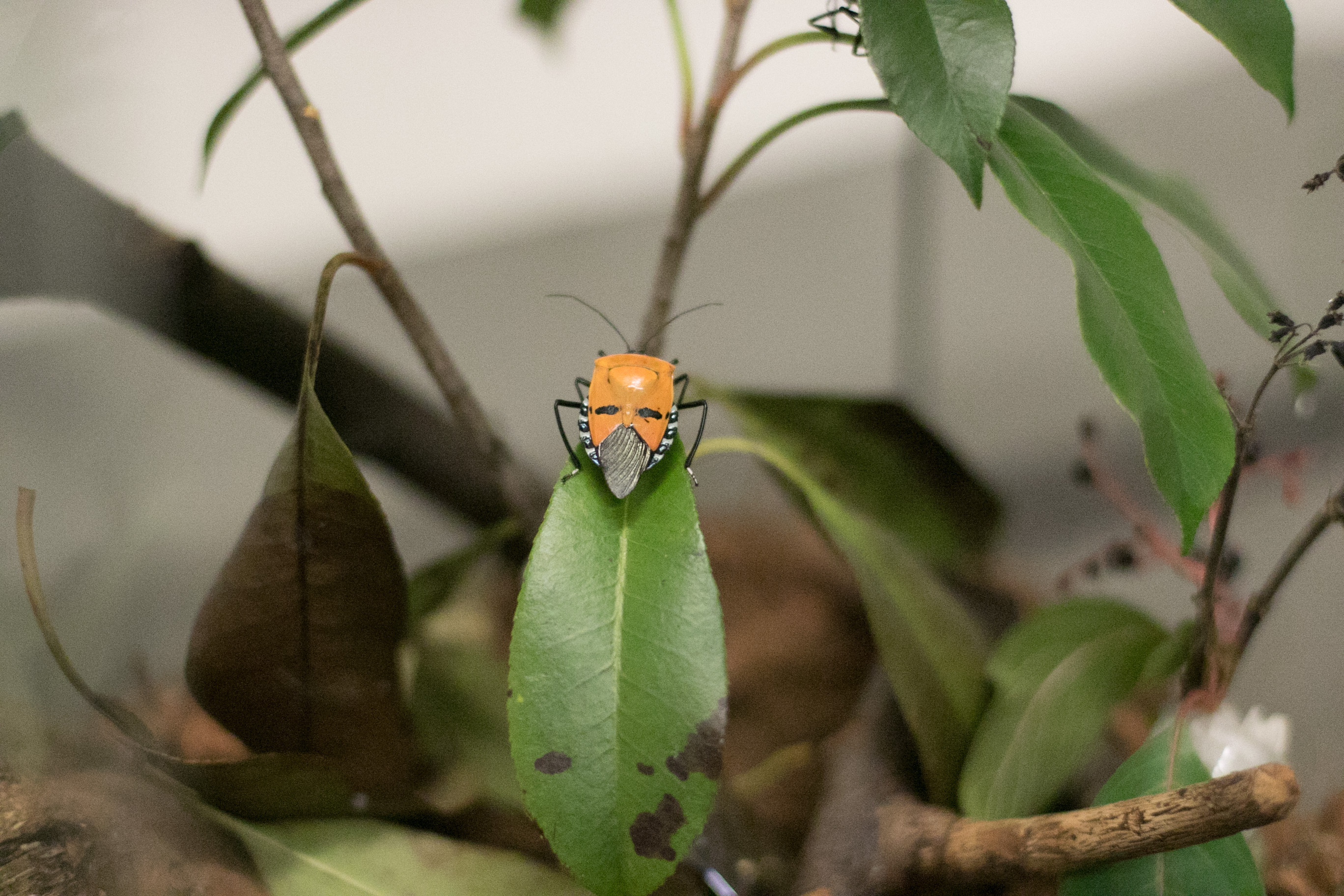 Rare Man-Faced Bugs New to Audubon Butterfly Garden and Insectarium