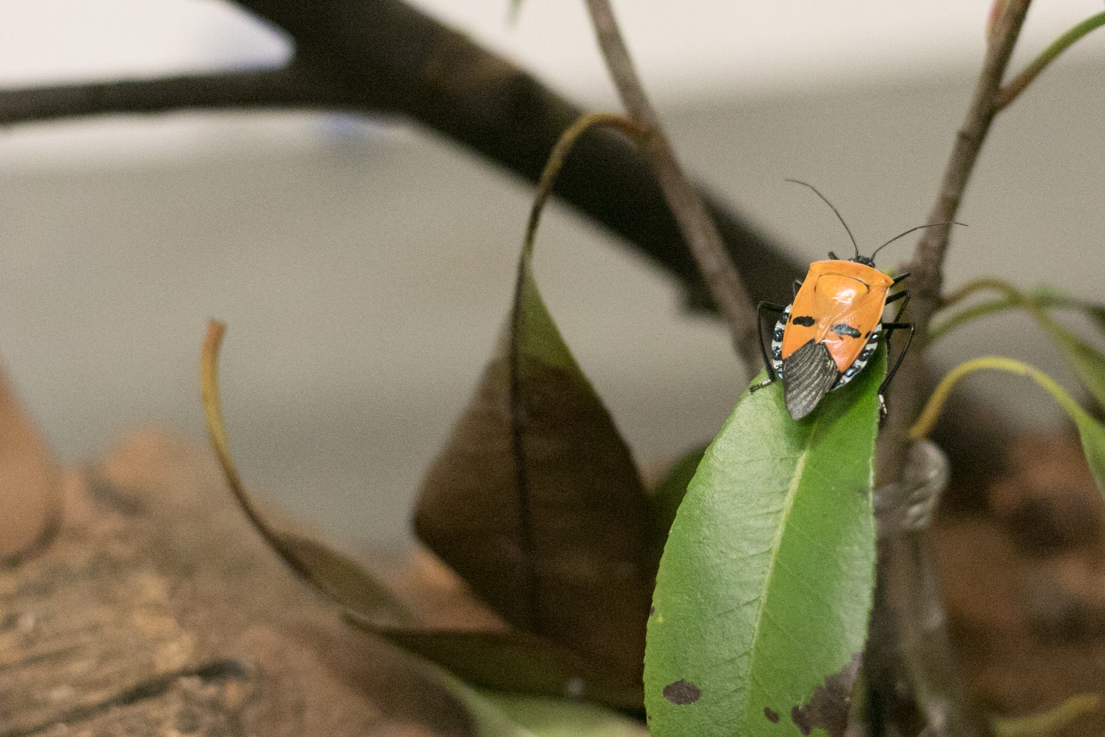 Rare Man-Faced Bugs New to Audubon Butterfly Garden and Insectarium
