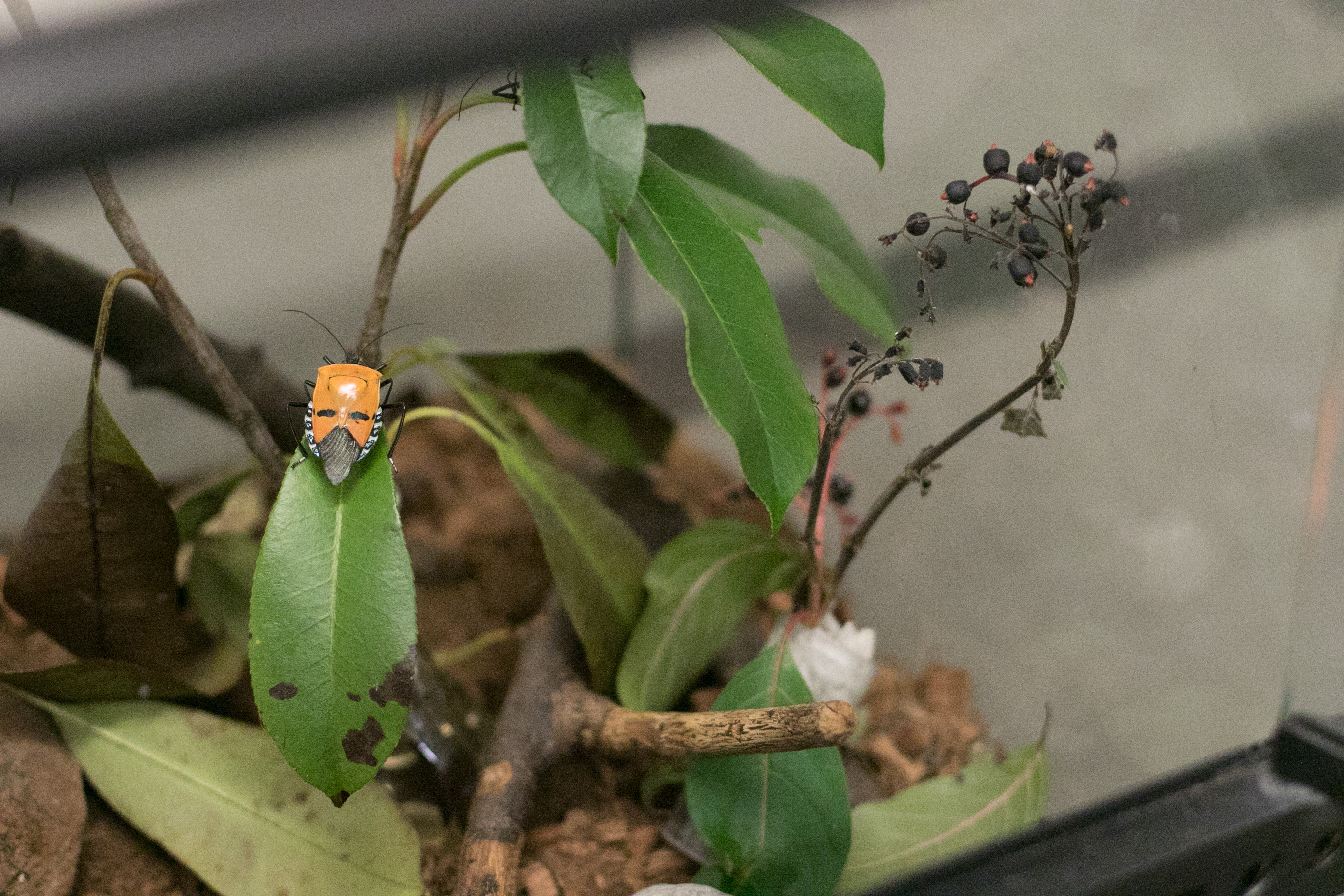 Rare Man-Faced Bugs New to Audubon Butterfly Garden and Insectarium