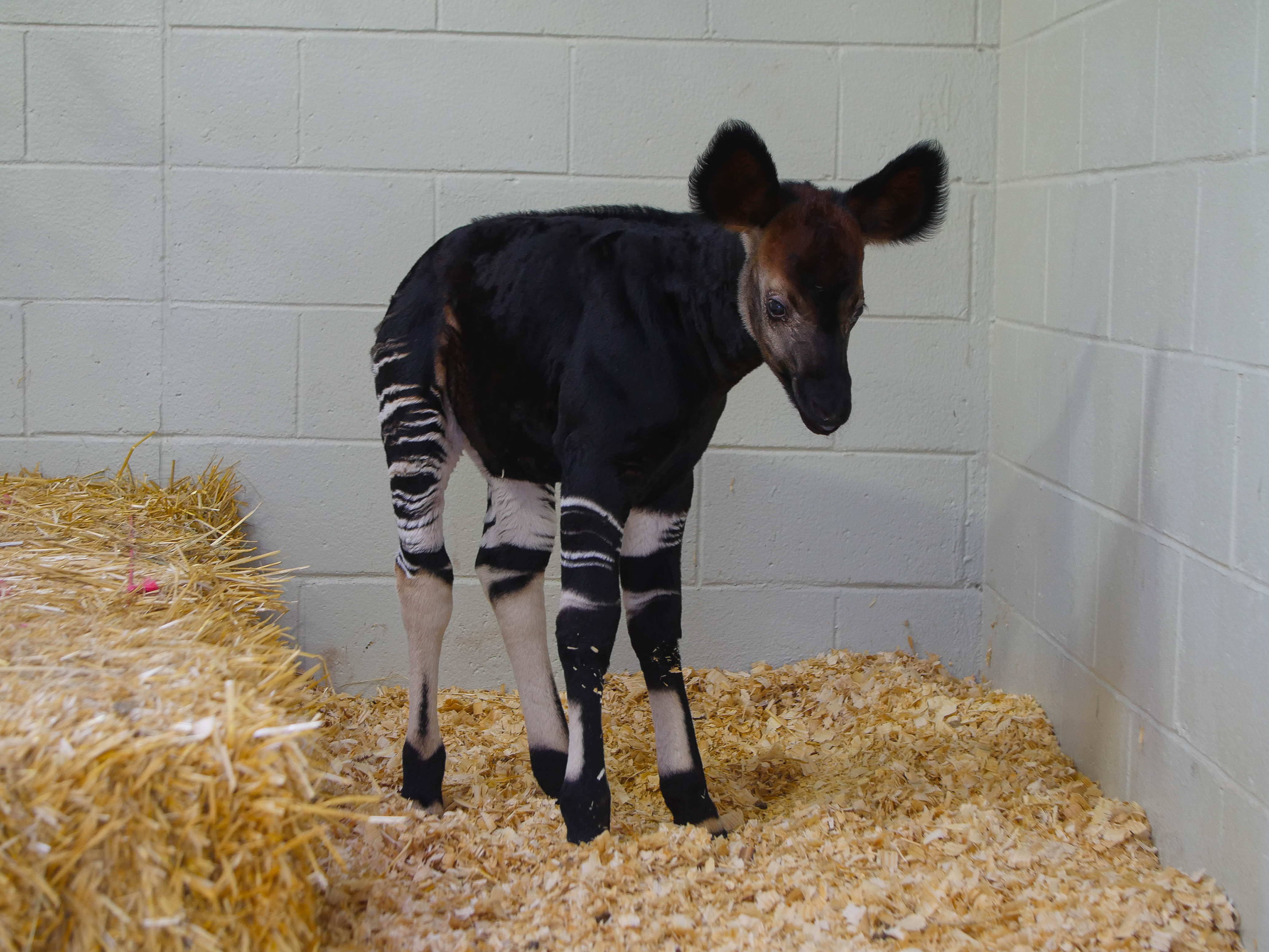 Rare Okapi Calf Faces Health Challenges
