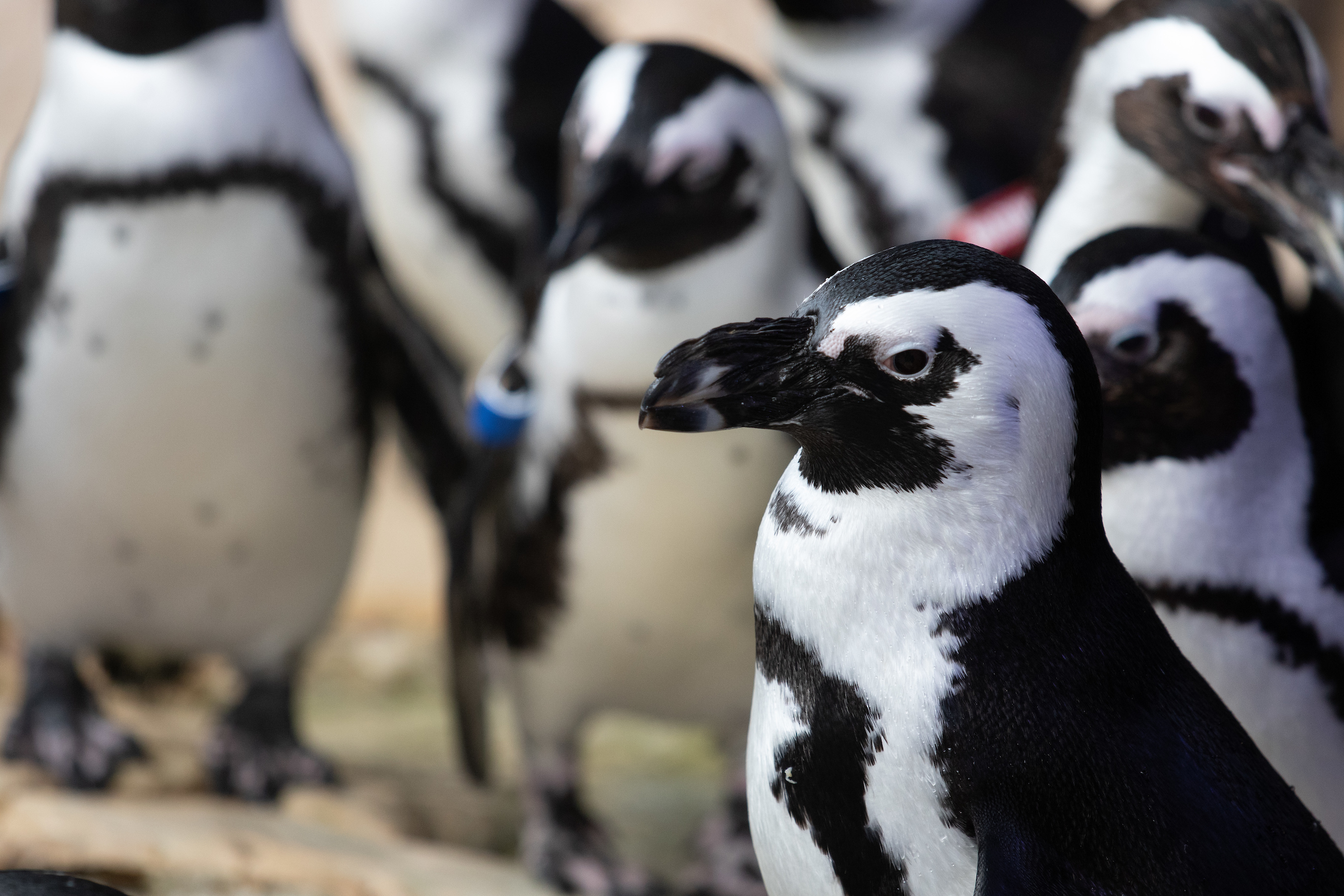 Penguins Painting with a Purpose at Audubon Aquarium