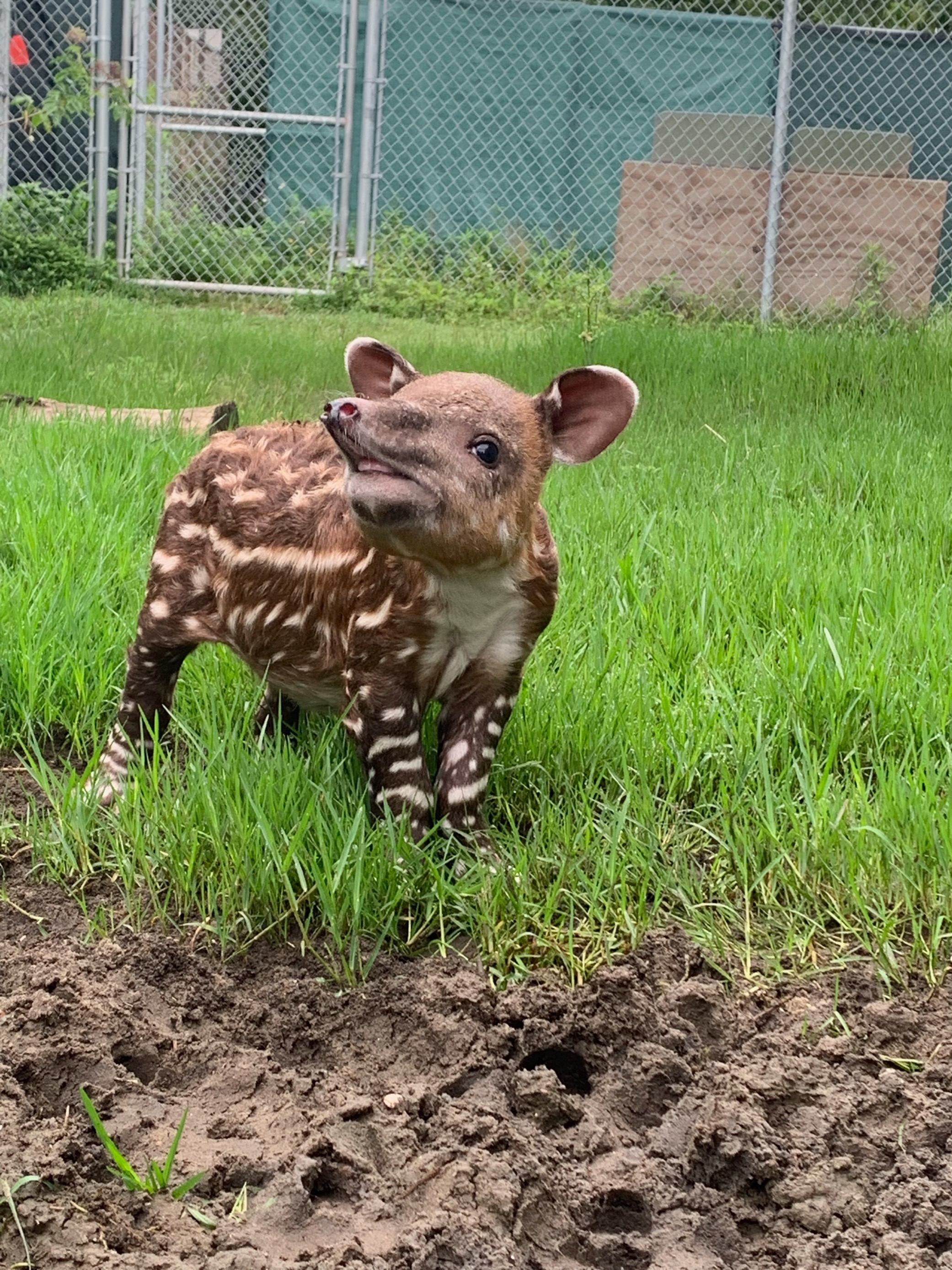 Endangered Baird’s Tapir Born at Audubon Zoo
