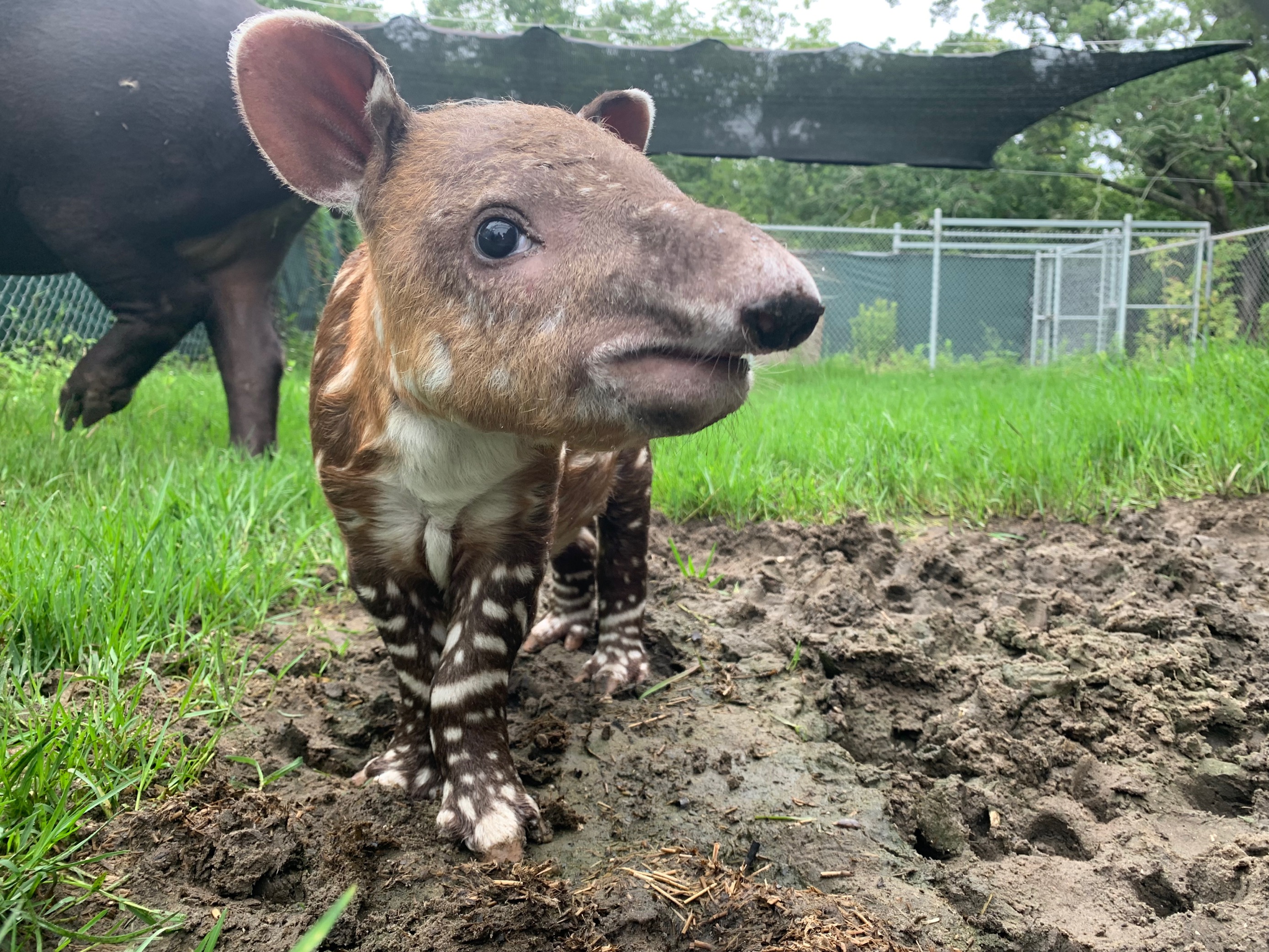 Endangered Baird’s Tapir Born at Audubon Zoo