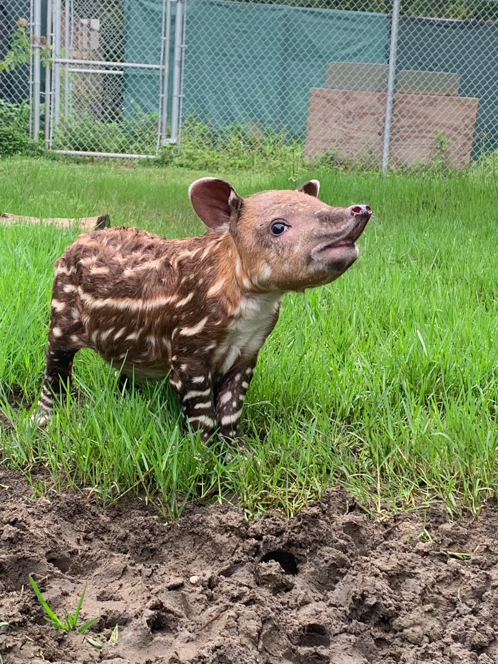 Endangered Baird’s Tapir Born at Audubon Zoo