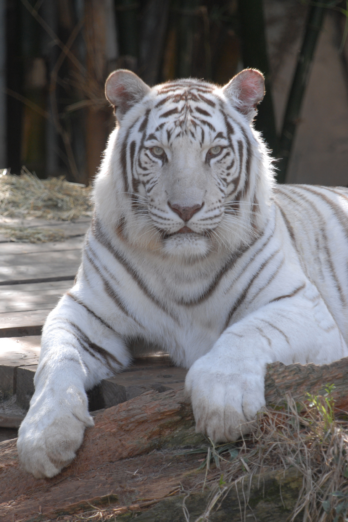 King Zulu, Audubon Zoo's Beloved White Tiger, Dies at 20