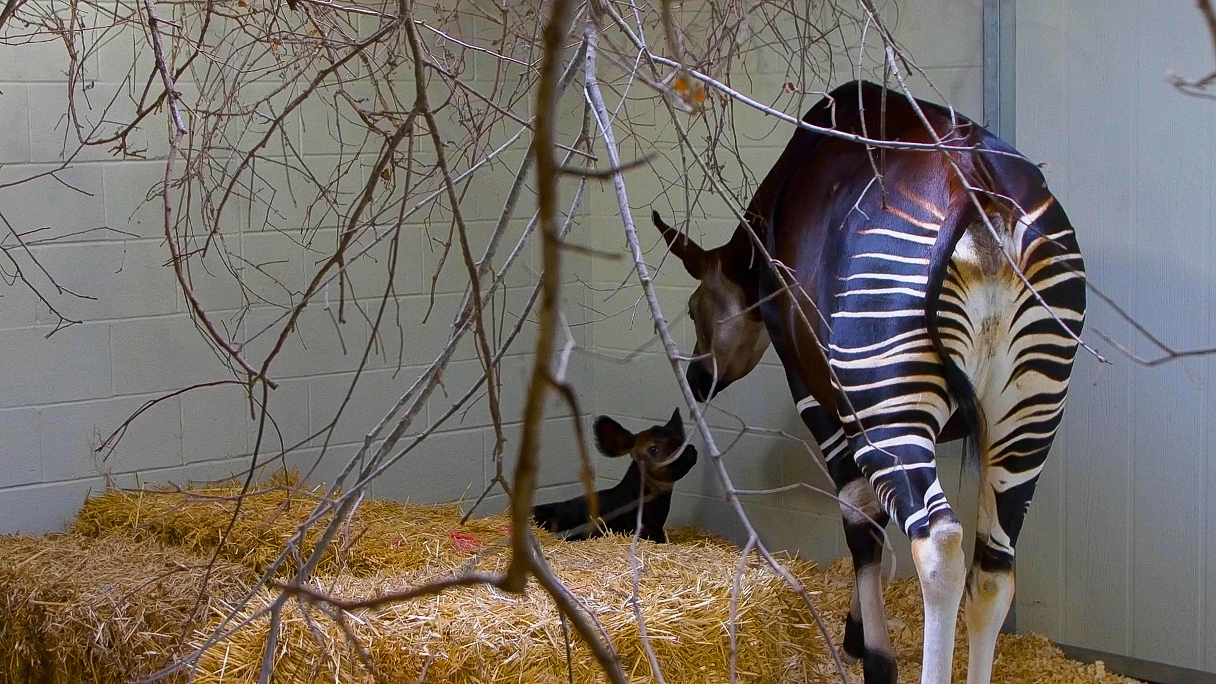 Rare Okapi Calf Faces Health Challenges