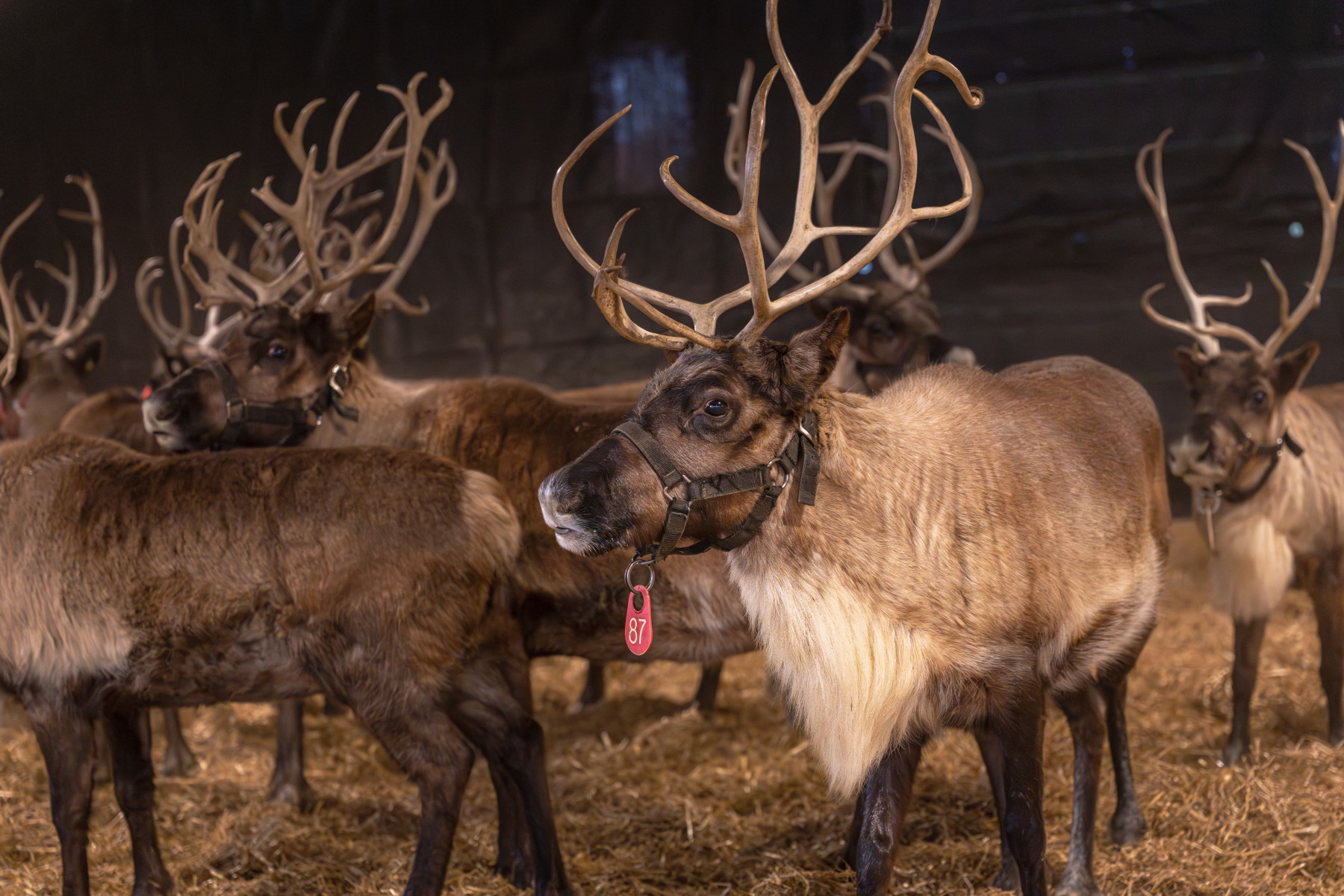 Trivia on All Nine of Santa's Reindeer at Hersheypark
