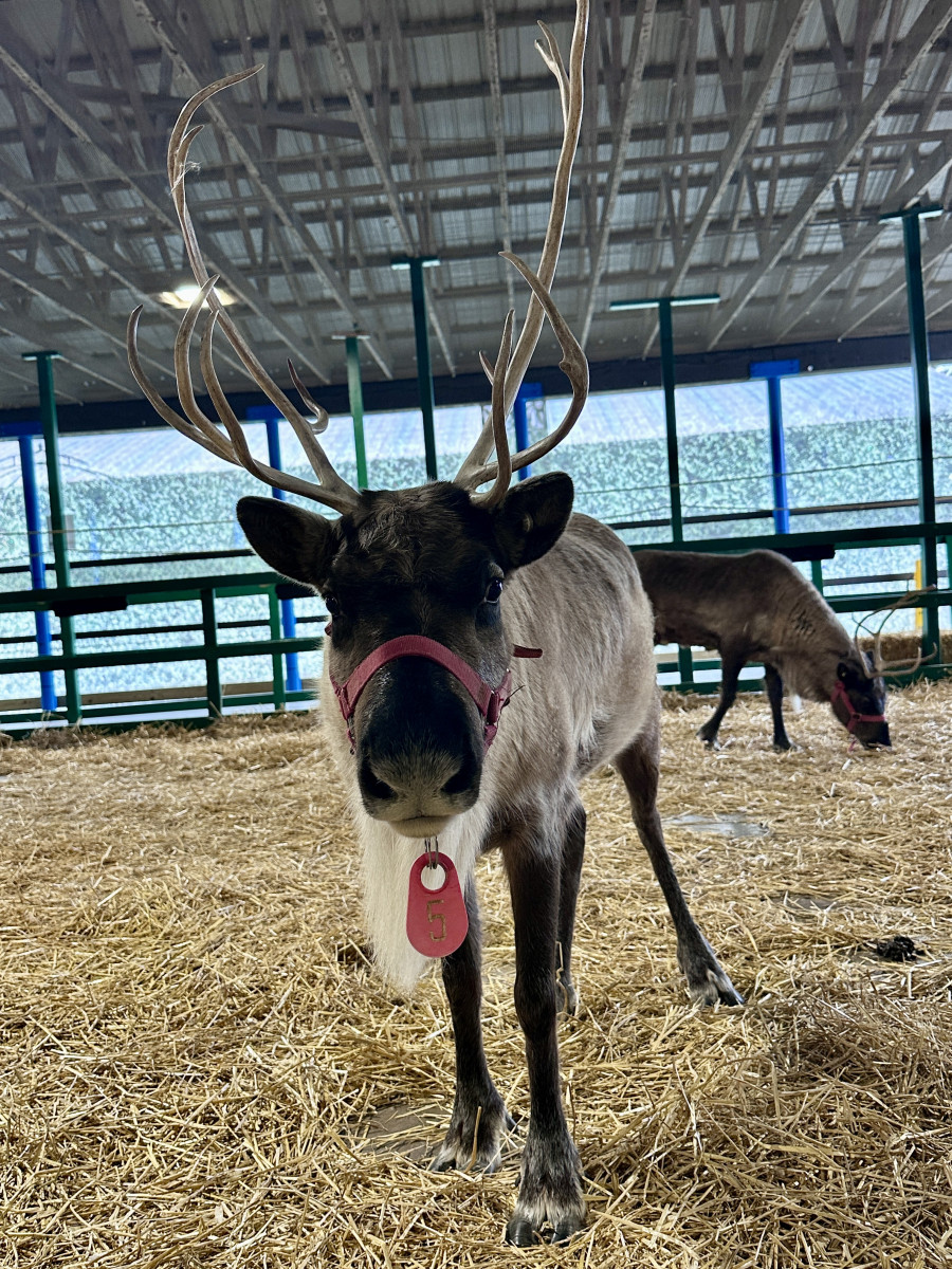 Guide to Santa's Reindeer at Hersheypark Christmas Candylane