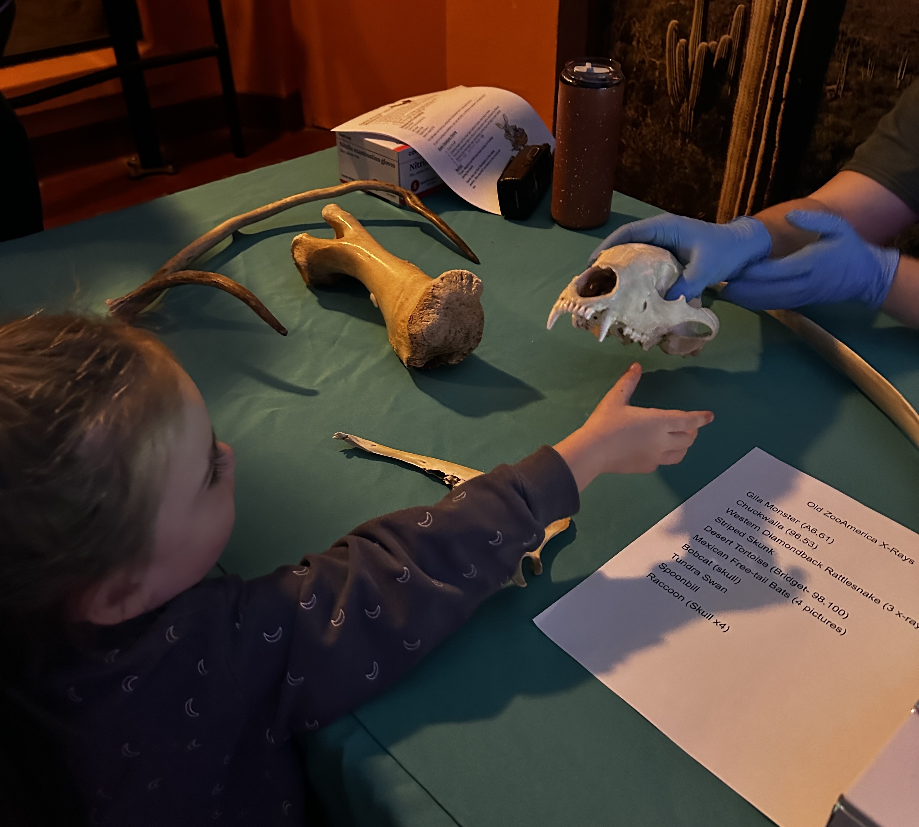 ZooAmerica Open After Dark for Creatures Of The Night 2025