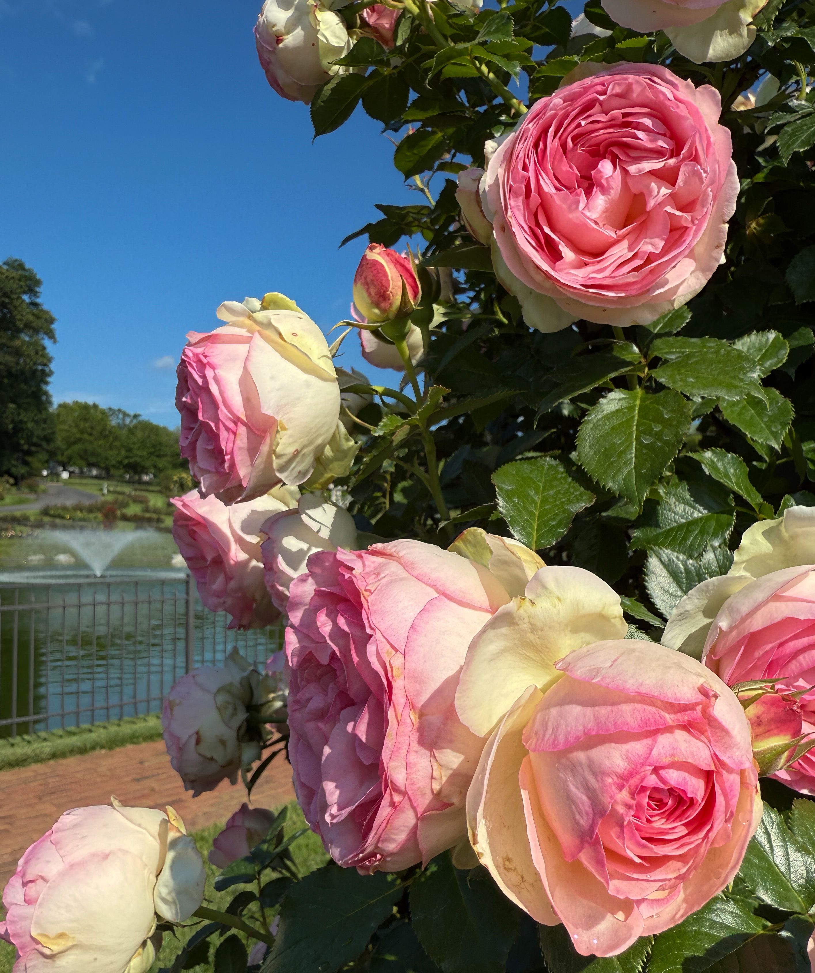 3,000 Roses in Bloom at Hershey Gardens