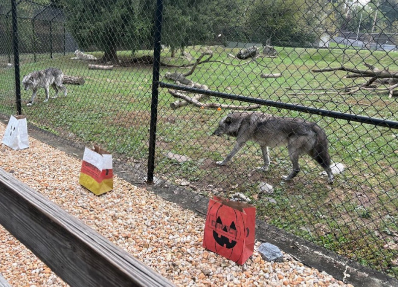Top 10 Things to Do at ZooAmerica Creatures Of The Night