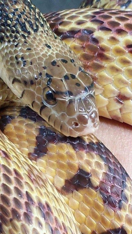 Sweet Stories From @HersheyPA