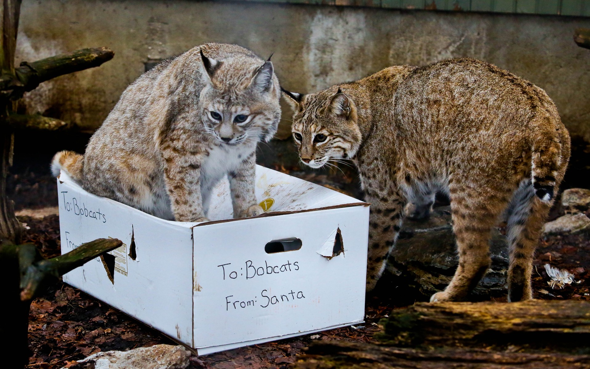 Bobcat with presents