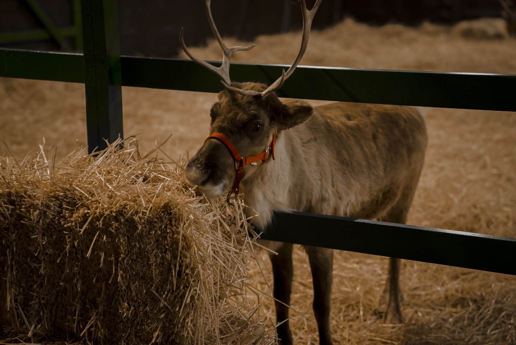 10 Things You Didn't Know About the Reindeer at Hersheypark
