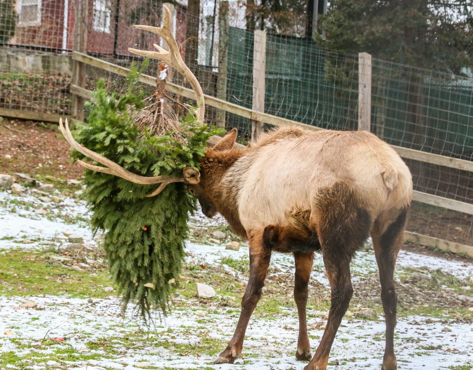 elk with tree