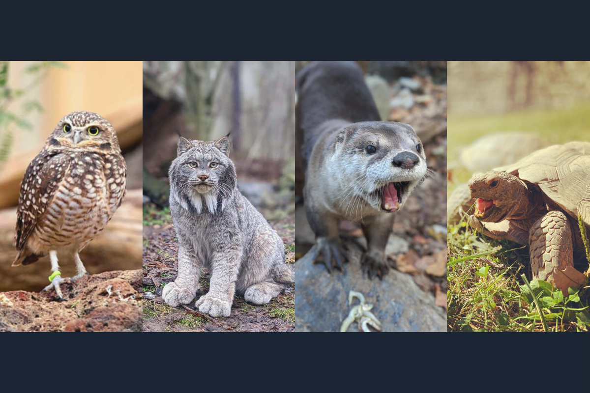 ZooAmerica Granted Accreditation by AZA Accreditation Commission