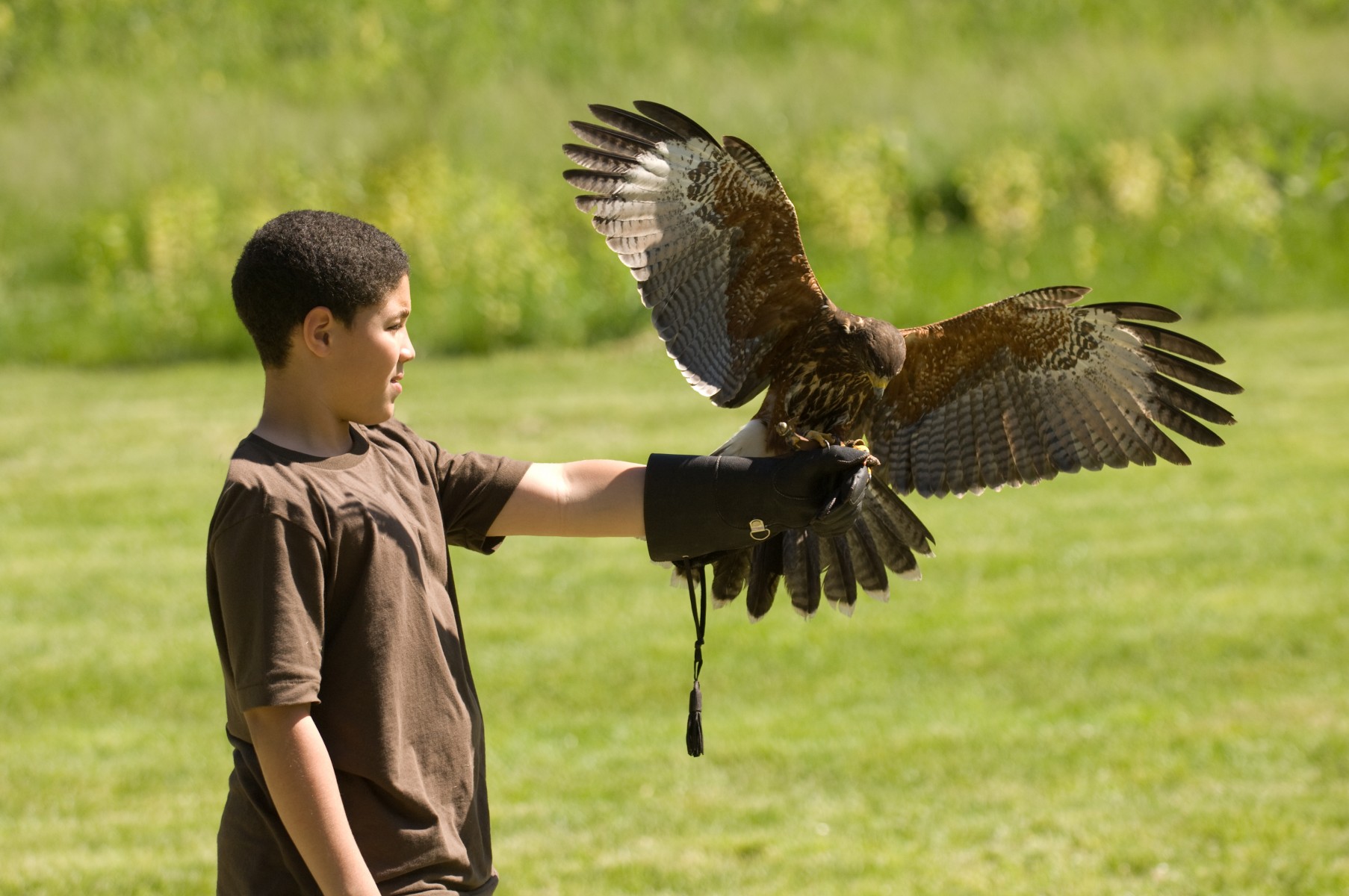 Falconry at The Hotel Hershey