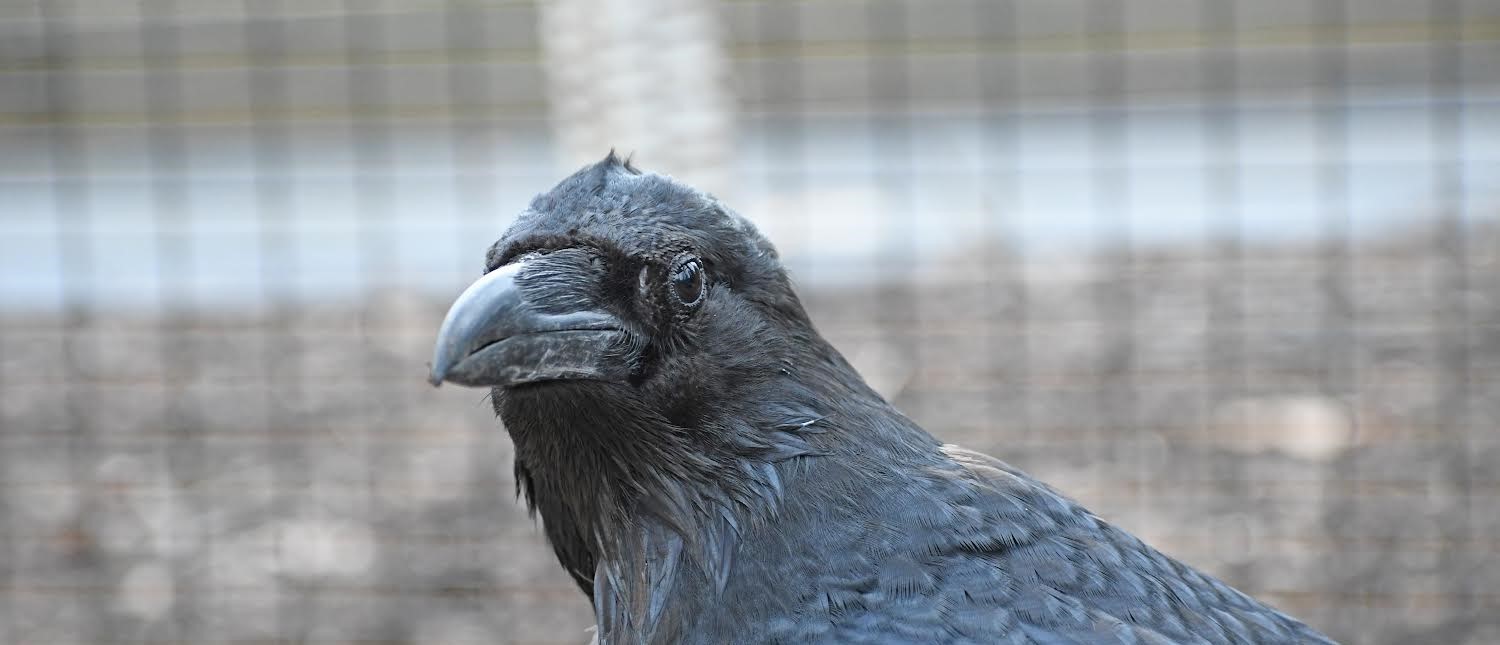 In Memoriam: Honey the Raven