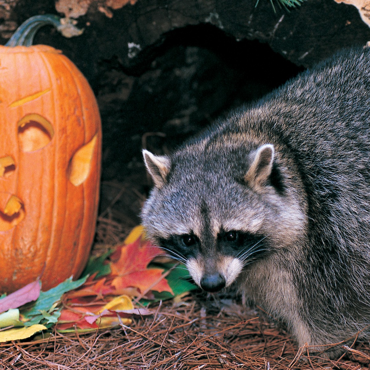 Top 5 Best Activities at ZooAmerica Creatures Of The Night